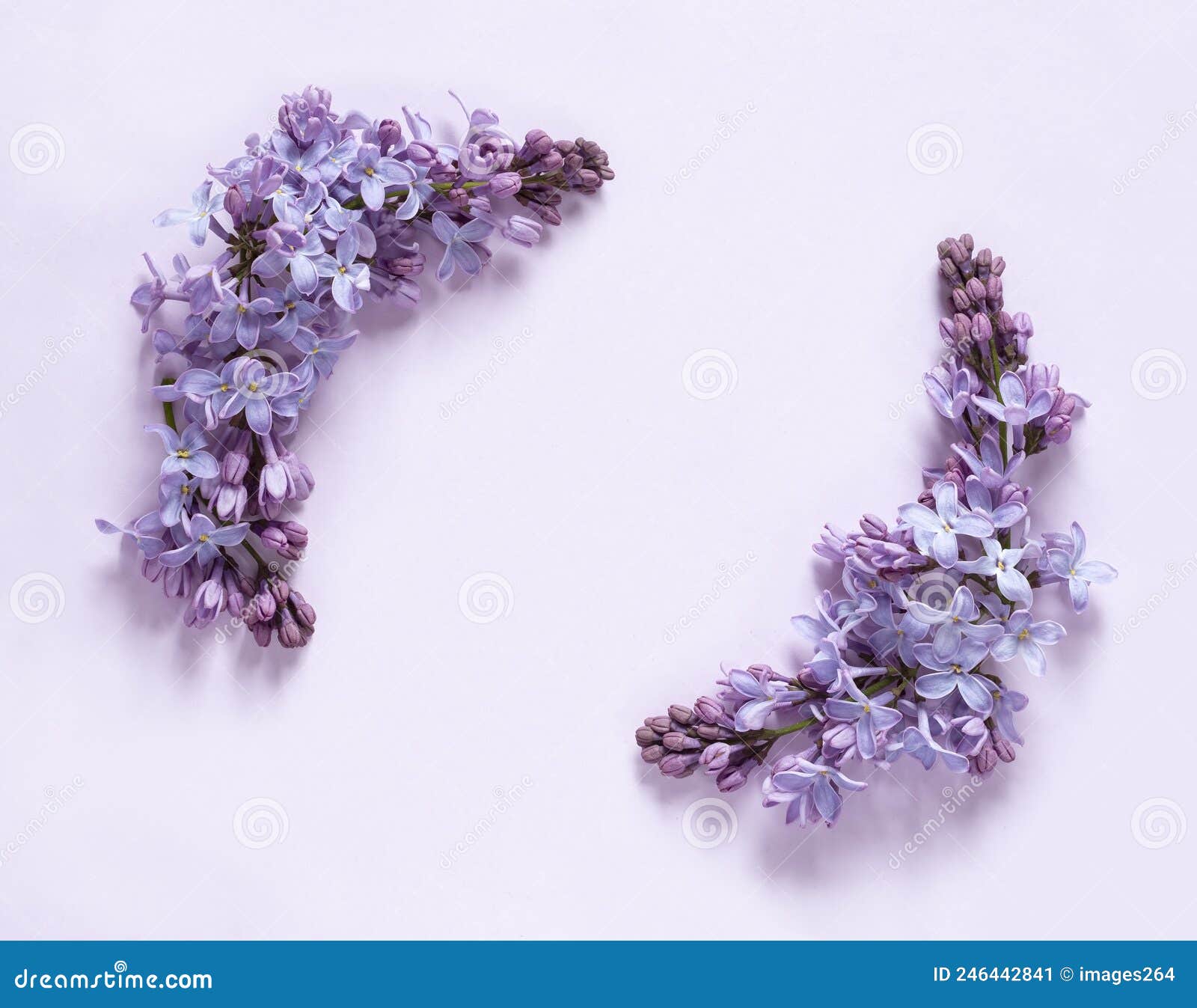 Lilac stock image. Image of backgrounds, blank, design - 246442841