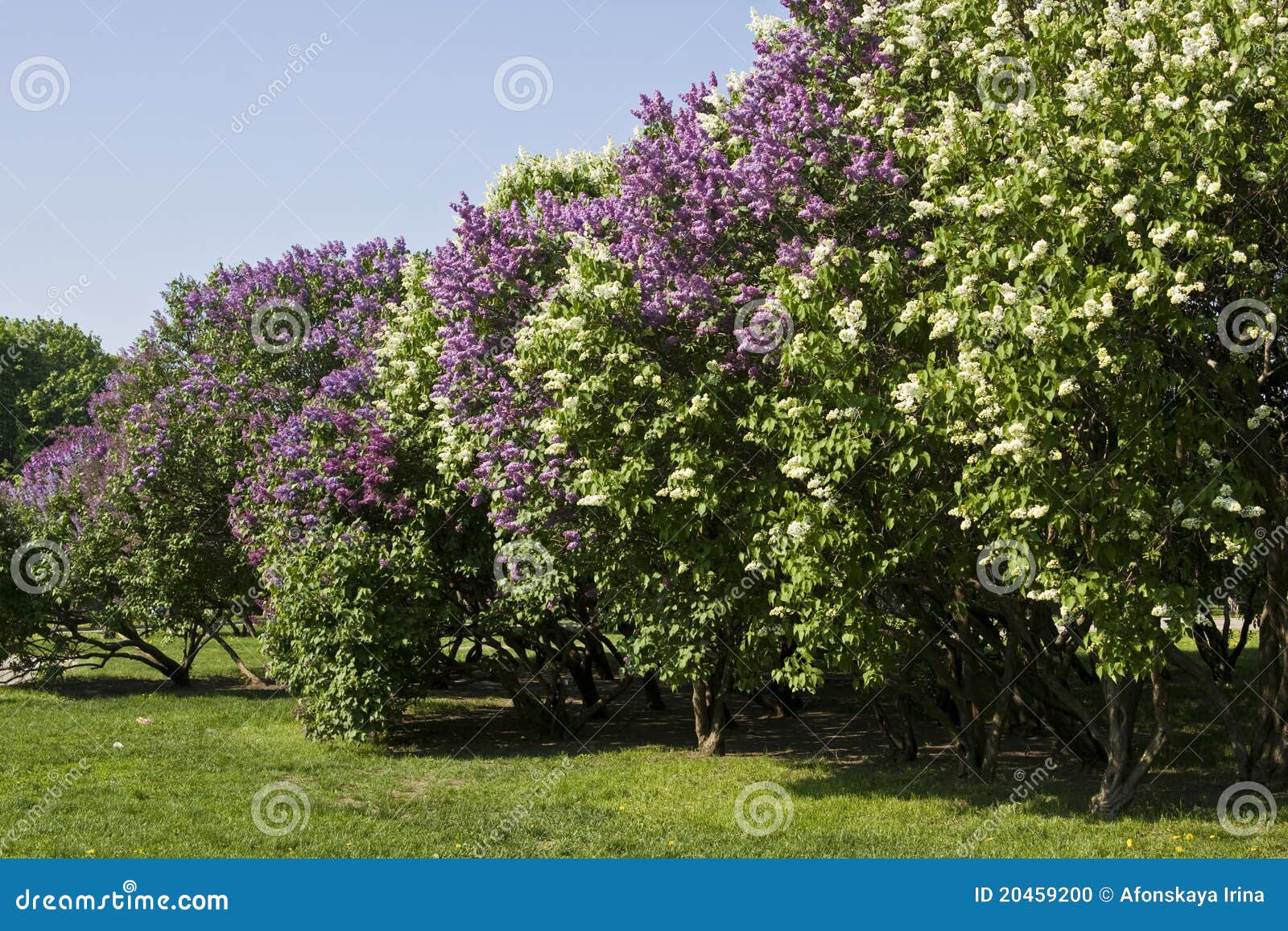 Lilac garden stock photo. Image of garden, flora, gardening - 20459200