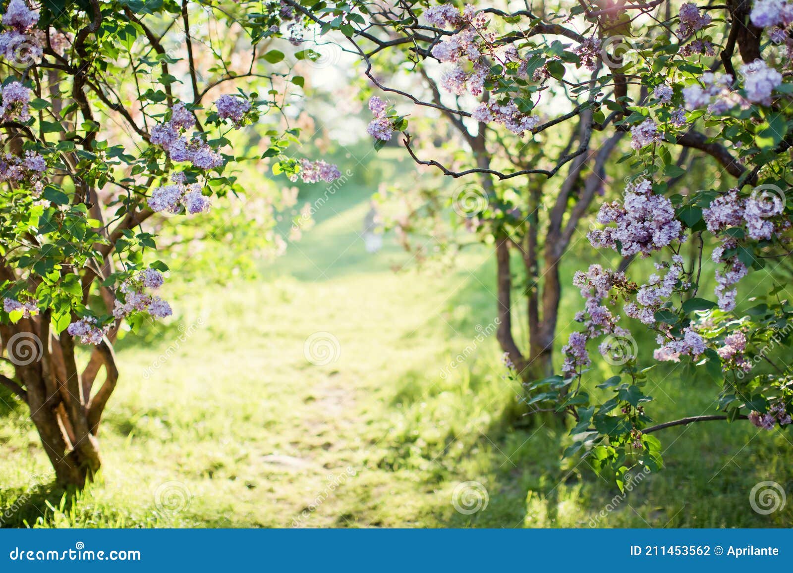 Lilac garden at sunlight stock photo. Image of plant - 211453562