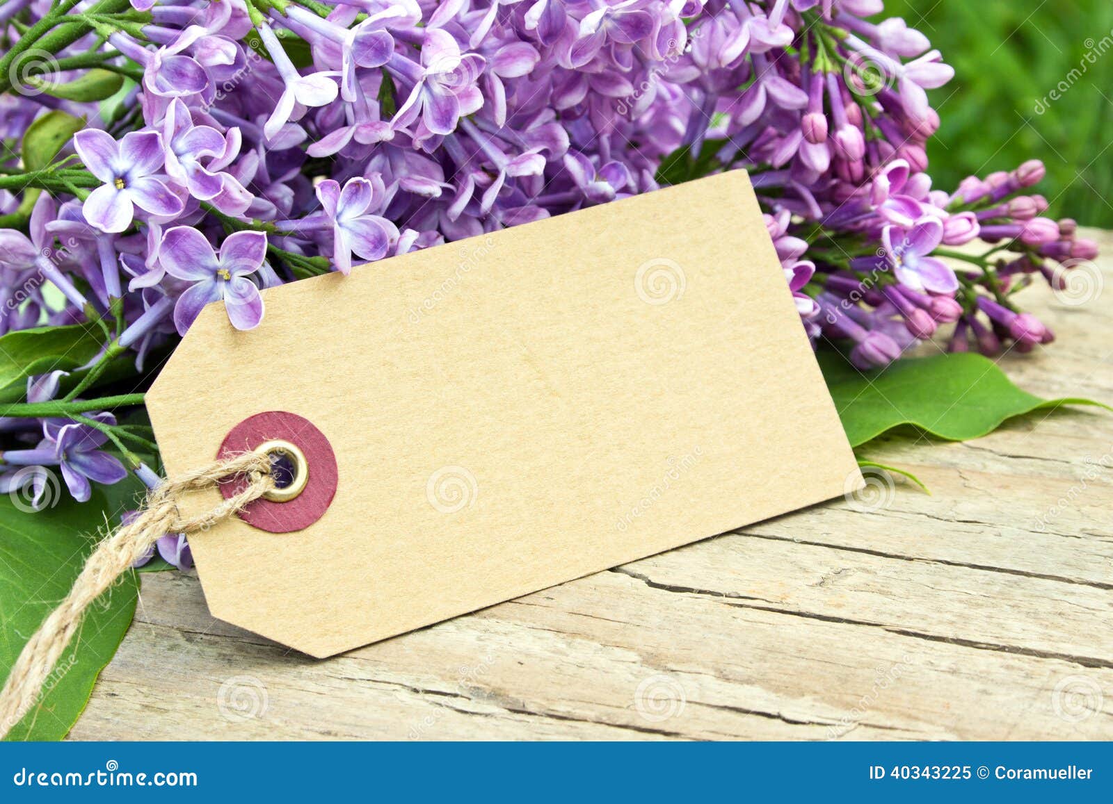 Lilac stock image. Image of violet, blossoms, board, copy - 40343225