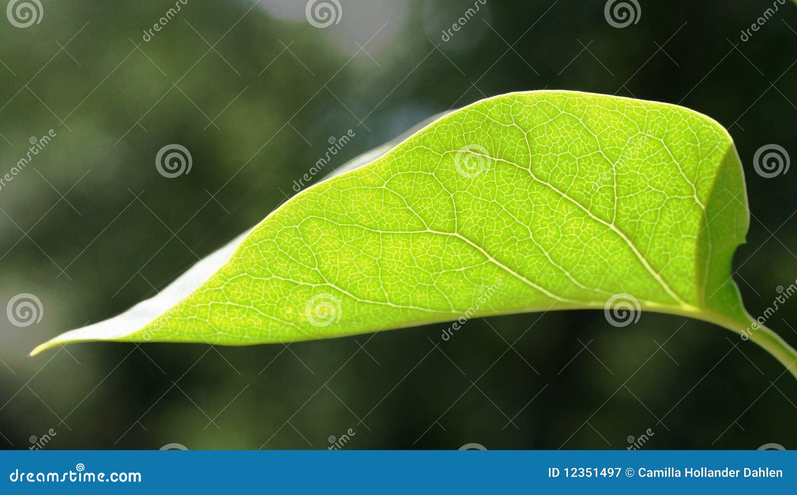 Lilac leaf stock image. Image of colorful, foliage, garden - 12351497