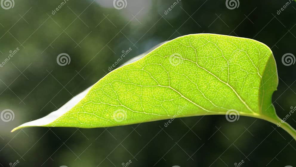 Lilac leaf stock image. Image of colorful, foliage, garden - 12351497