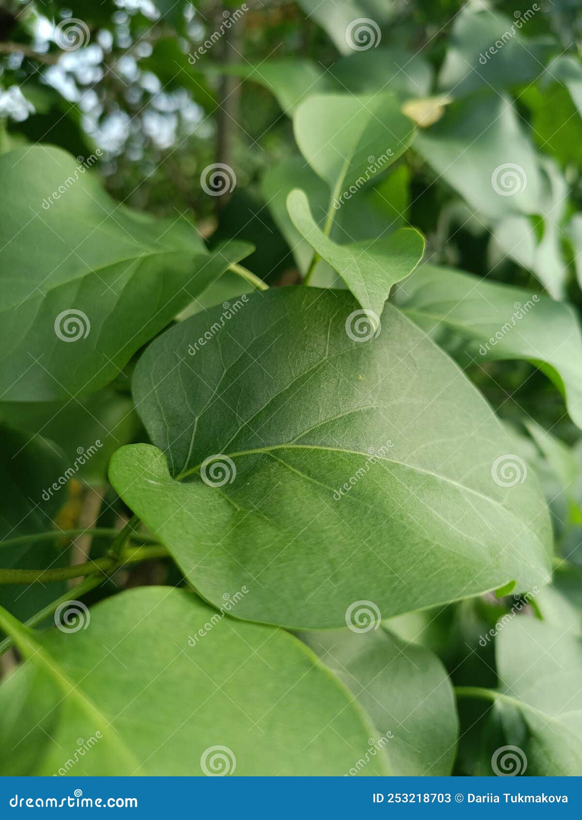 Lilac Leaves Stock Image | CartoonDealer.com #253218703