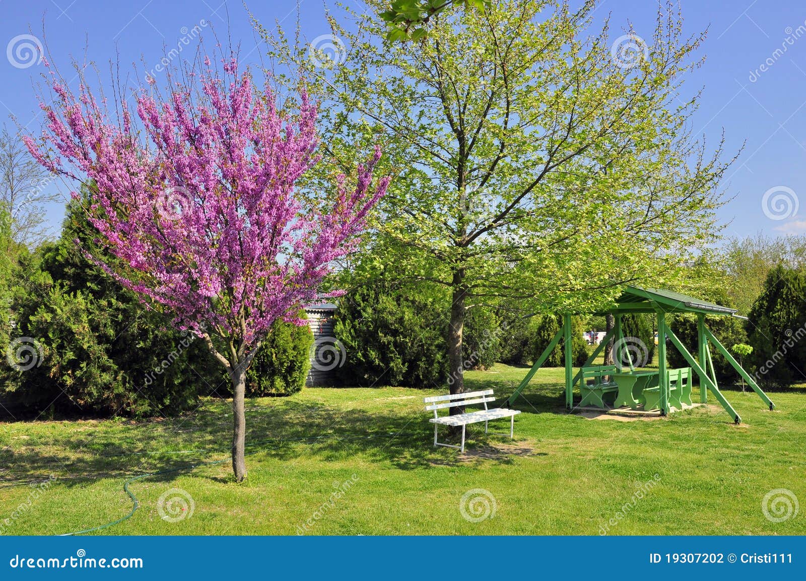 Lilac park stock photo. Image of aromatic, area, spring - 19307202