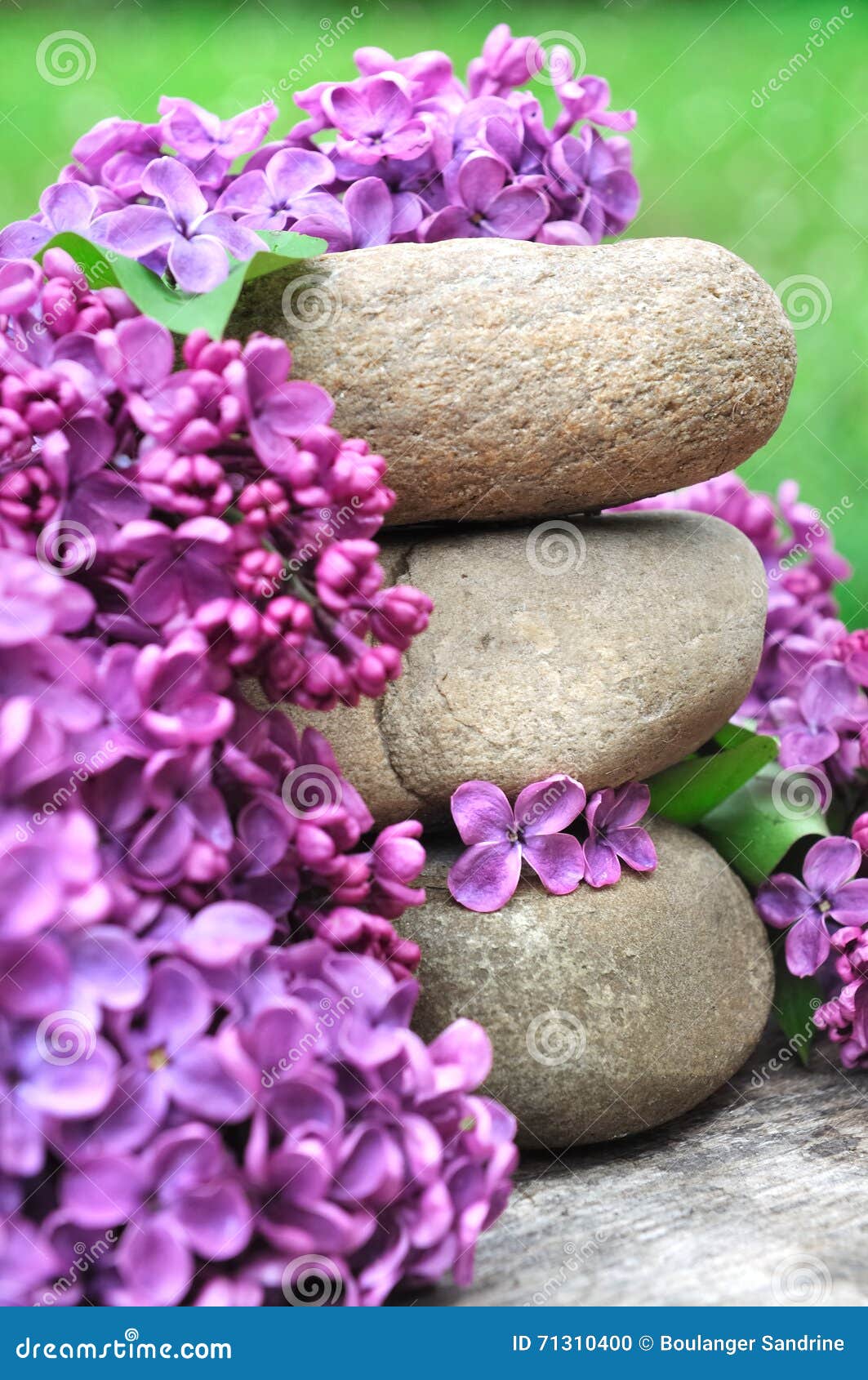 Lilac and pebbles stock photo. Image of decor, lilac - 71310400