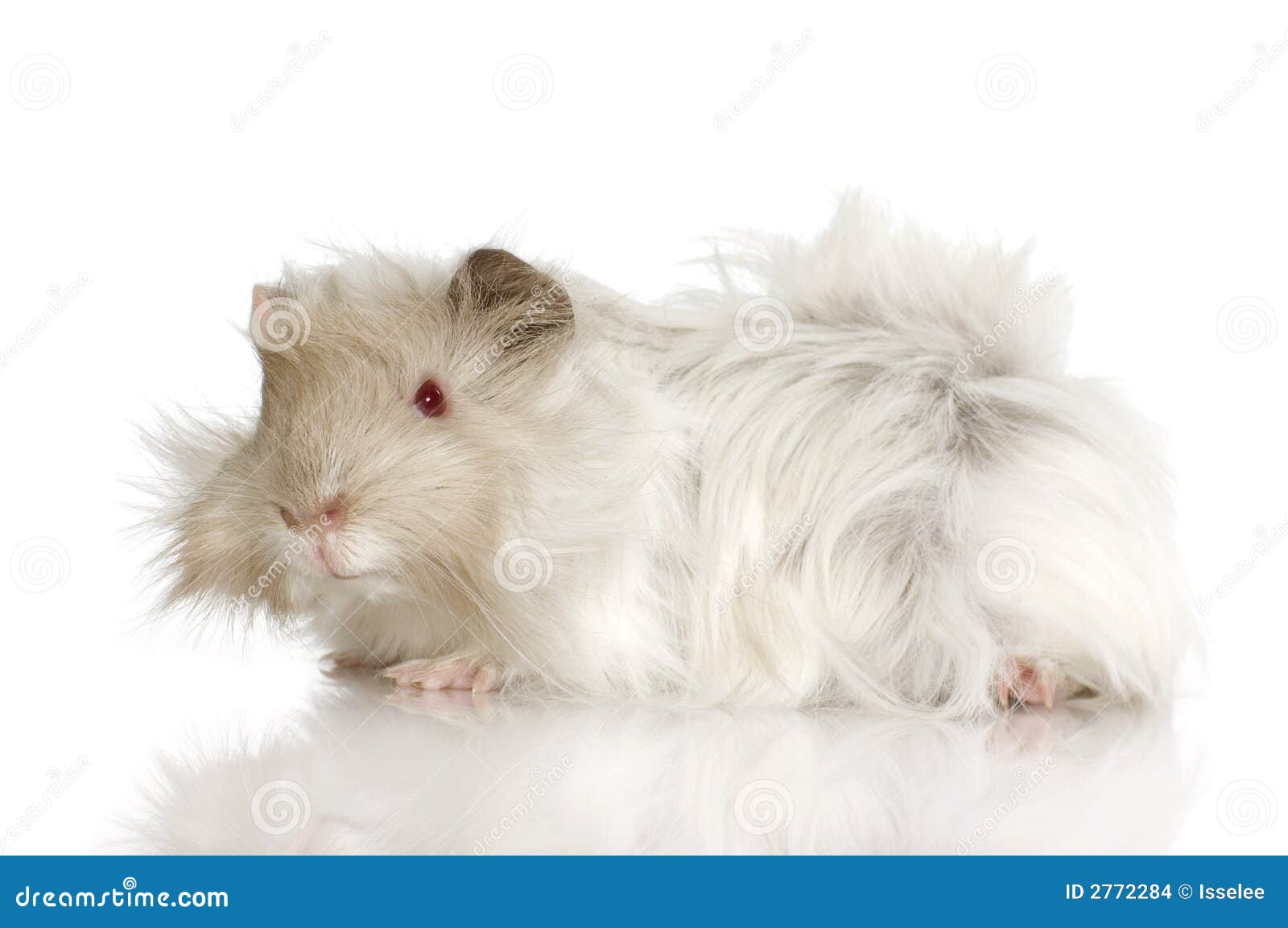 Lilac Peruvian Guinea Pig Stock Photography | CartoonDealer.com #2772302
