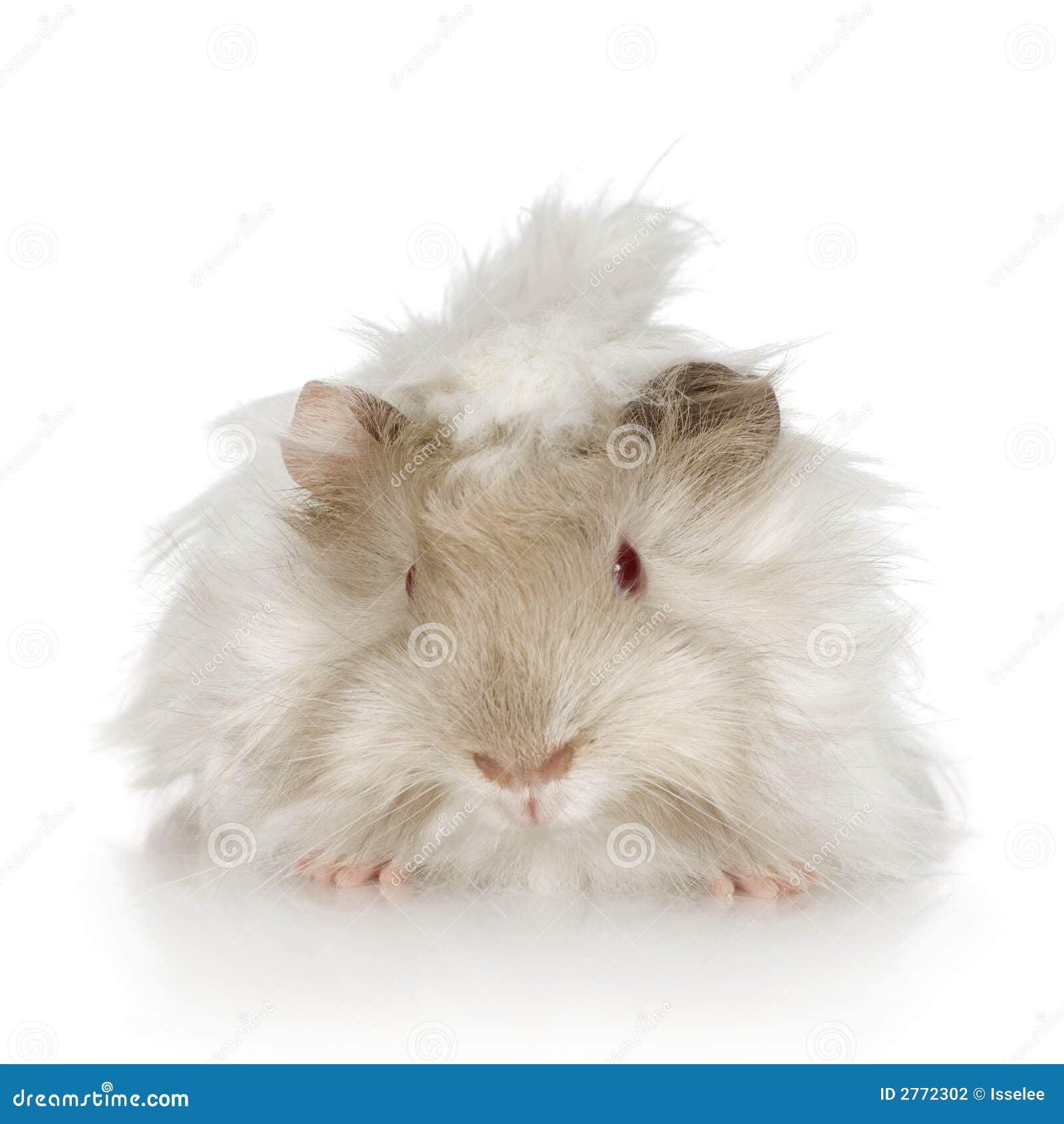 Lilac Peruvian Guinea Pig Stock Photography | CartoonDealer.com #2772302