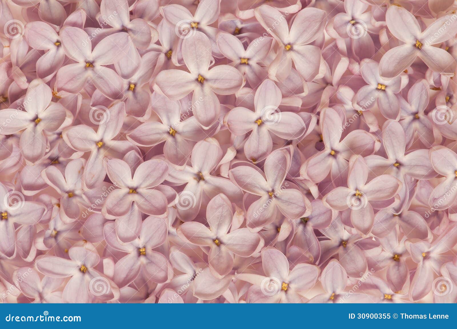 Lilac petal purple texture stock image. Image of lilac - 30900355