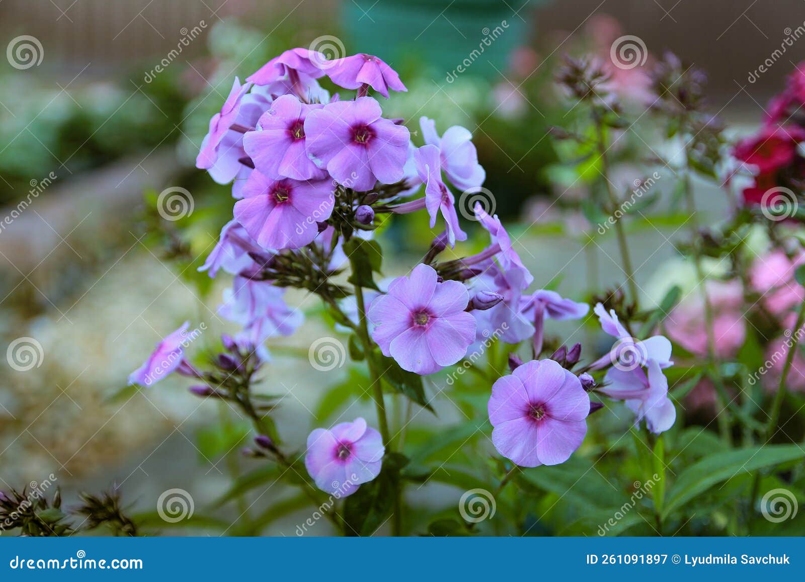 Lilac Phlox Blooms Beautifully in Summer Stock Image - Image of petal ...