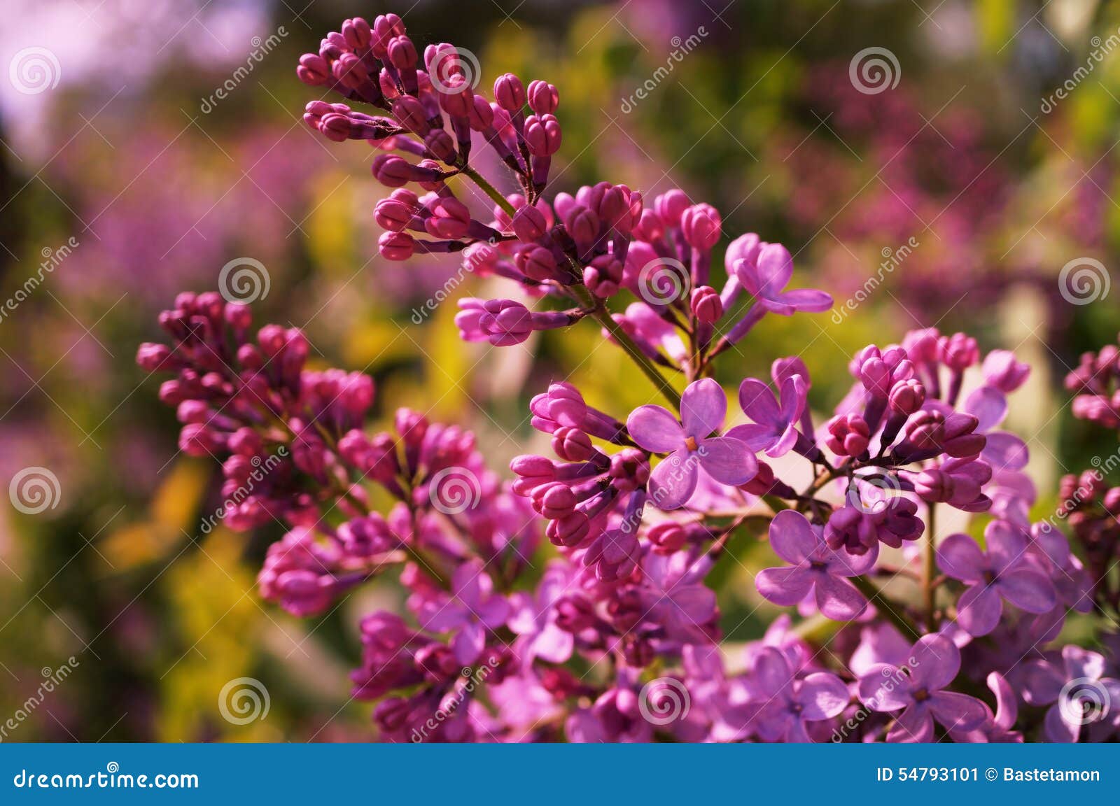 Lilac stock image. Image of floral, soft, nature, spring - 54793101