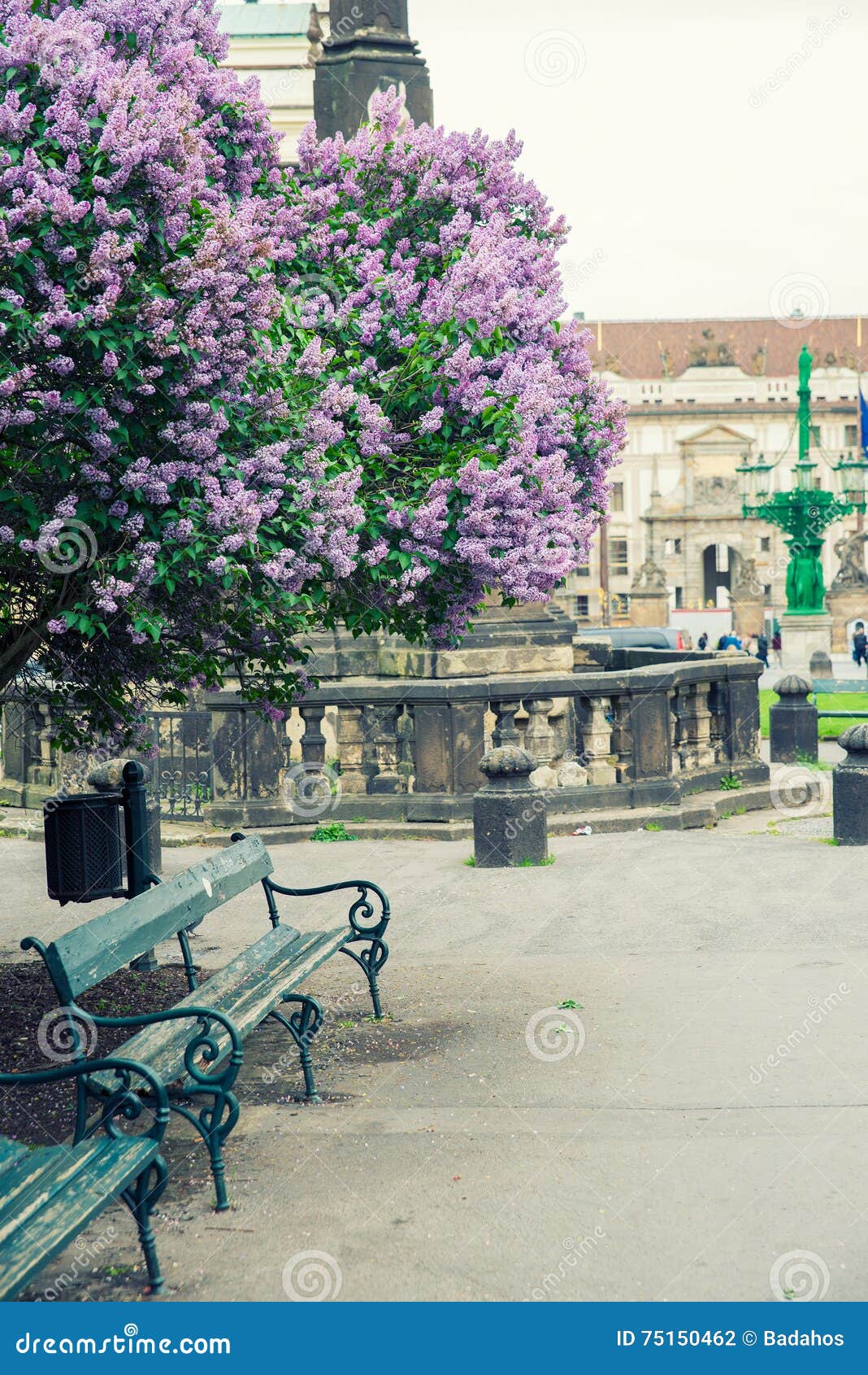 Lilac in Prague stock photo. Image of feeling, outdoor - 75150462
