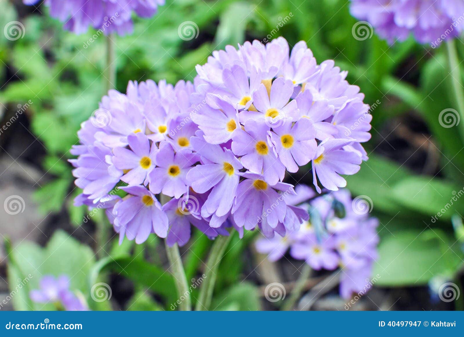 Lilac Primrose Primula Denticulata Stock Photos - Free & Royalty-Free ...