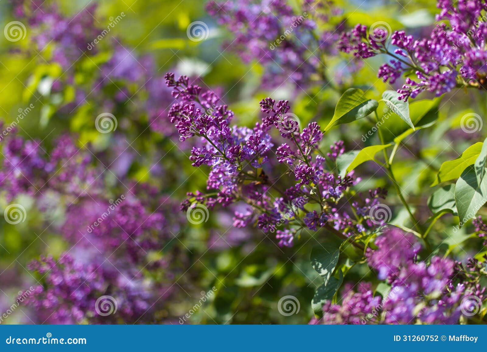 Lilac stock photo. Image of bright, outdoors, beauty - 31260752