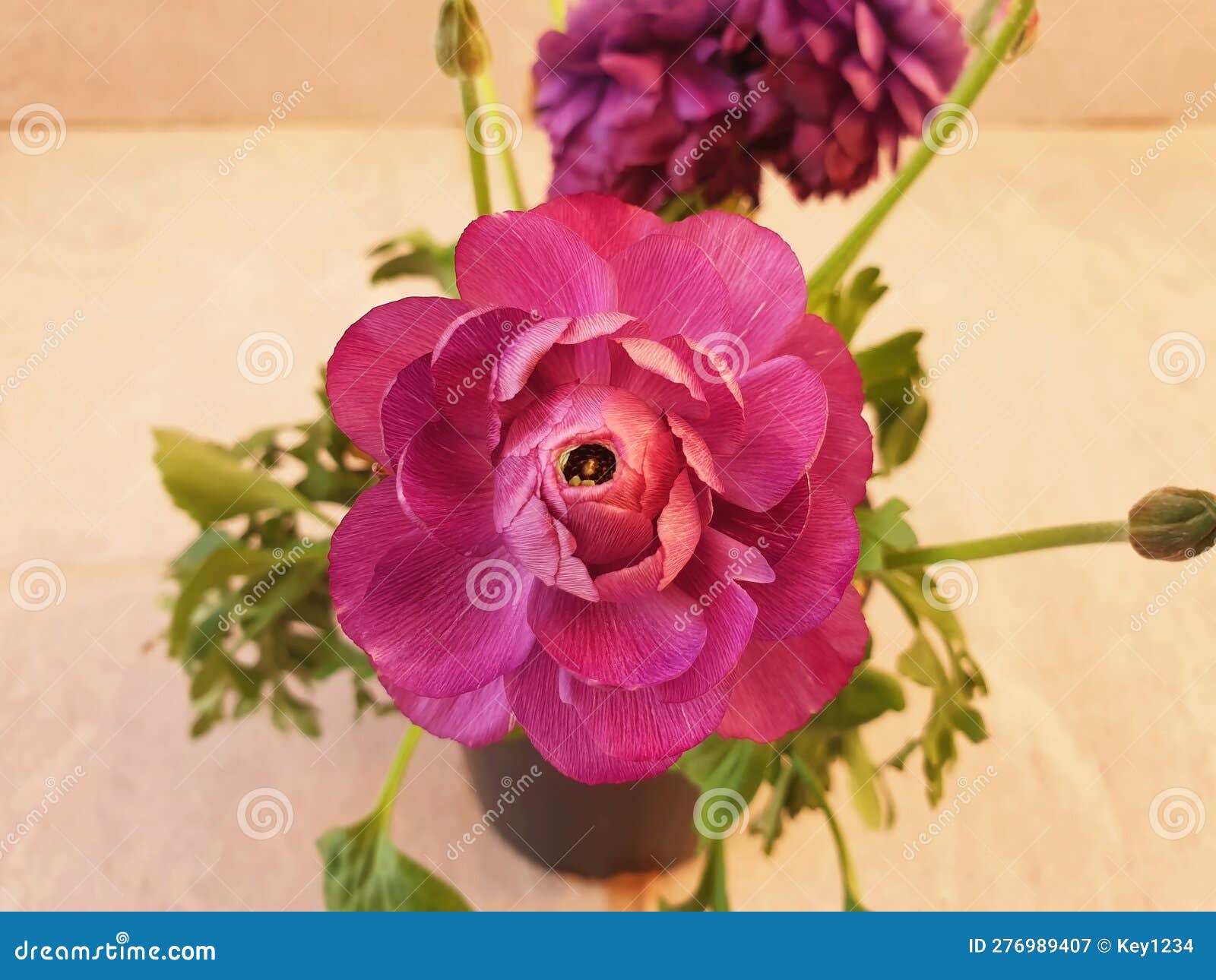 Lilac Ranunculus or Eustoma Flower Stock Image - Image of perennial ...
