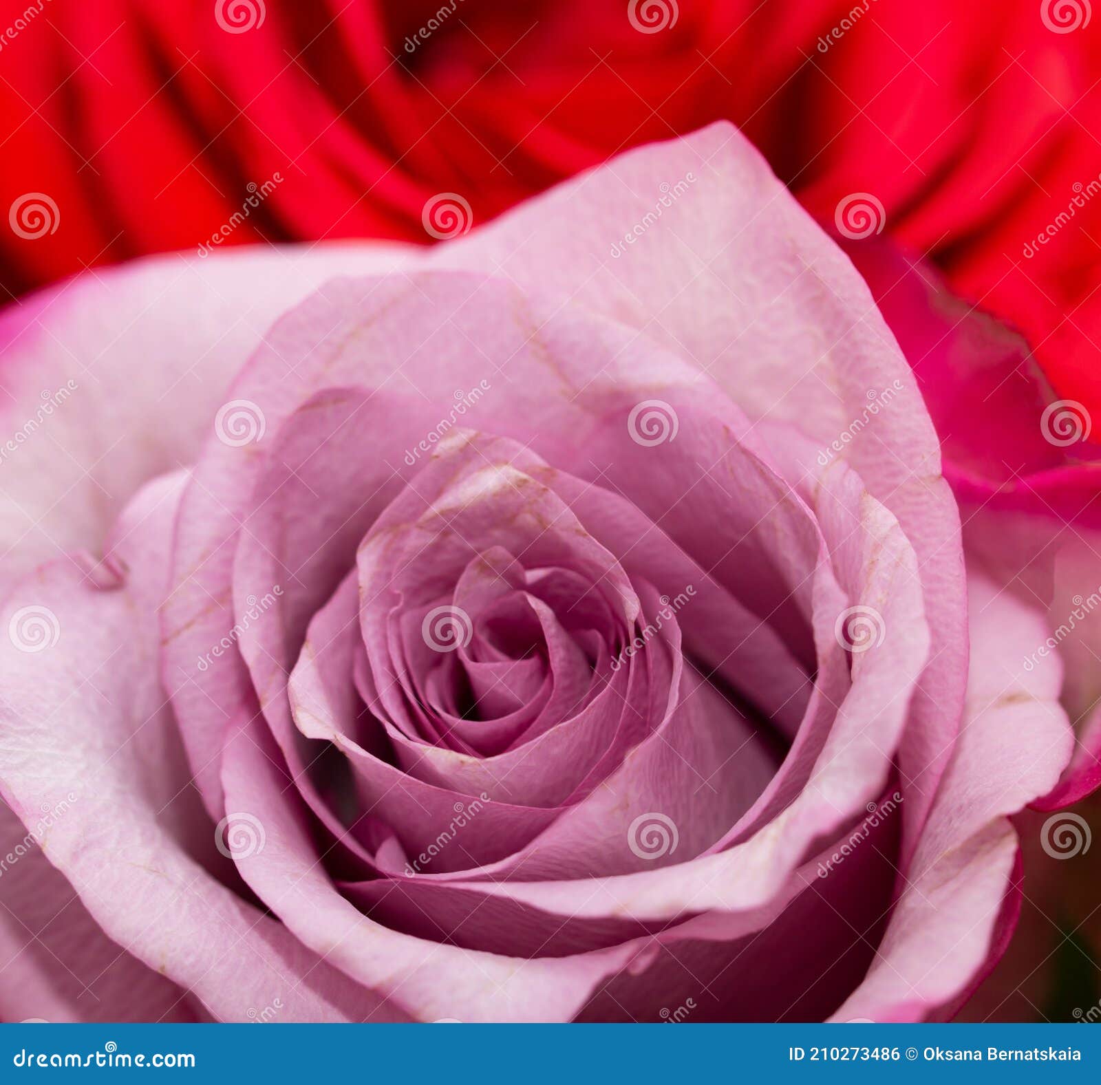 Lilac and Red Rose on a White Background Stock Photo - Image of ...