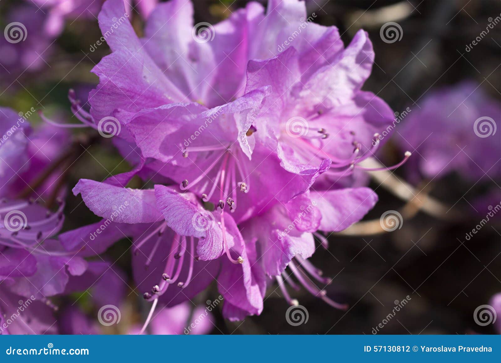 Lilac rhododendron stock photo. Image of season, spring - 57130812