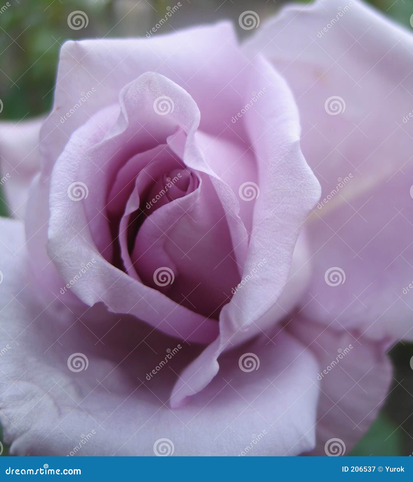 Lilac rose stock image. Image of june, nature, growing - 206537