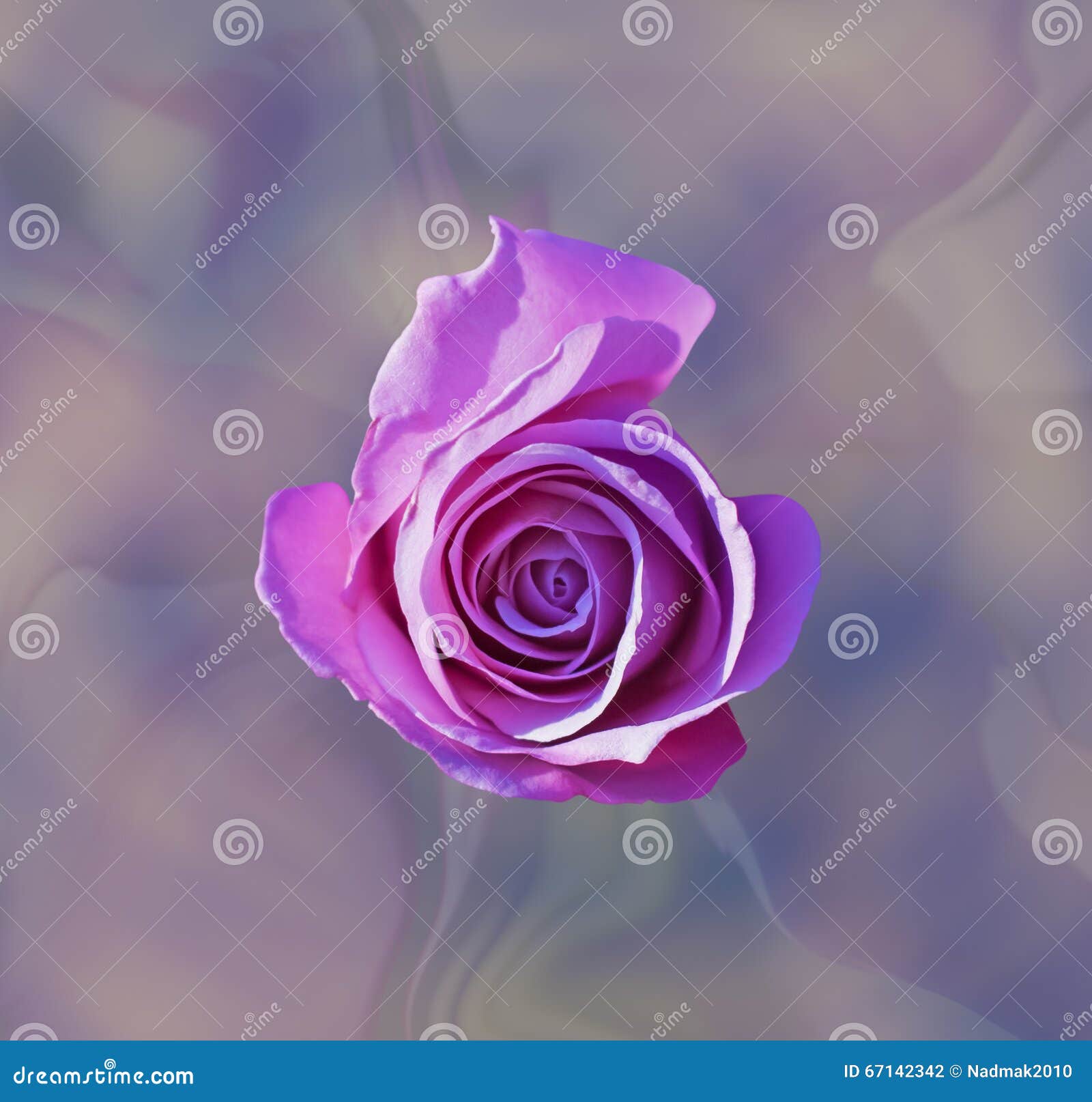 Lilac Rose on the Abstract Background Isolated Stock Photo - Image of ...