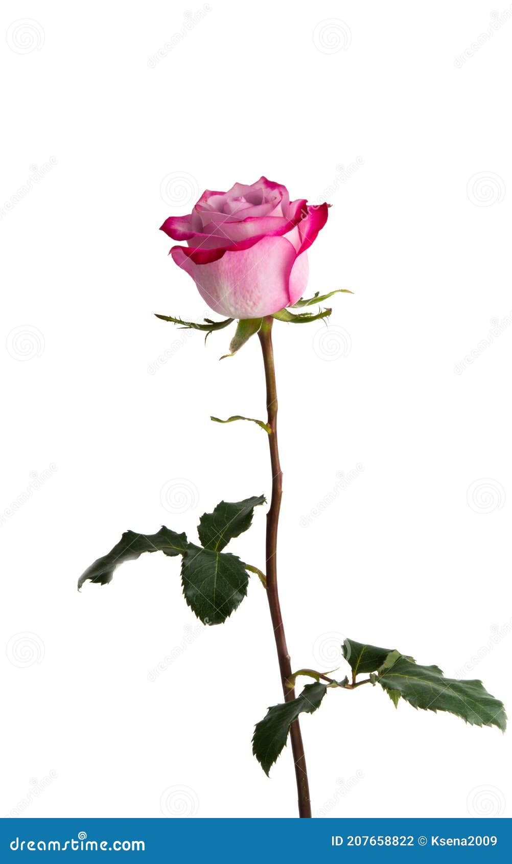 Lilac rose isolated stock photo. Image of bright, petal - 207658822