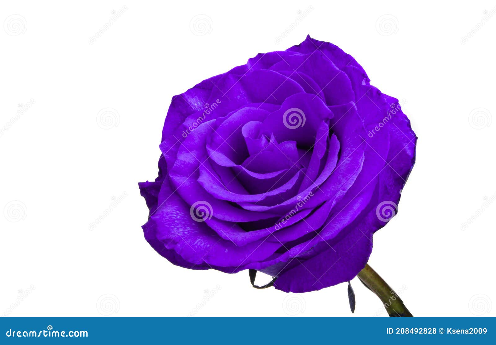Lilac rose isolated stock photo. Image of floral, light - 208492828