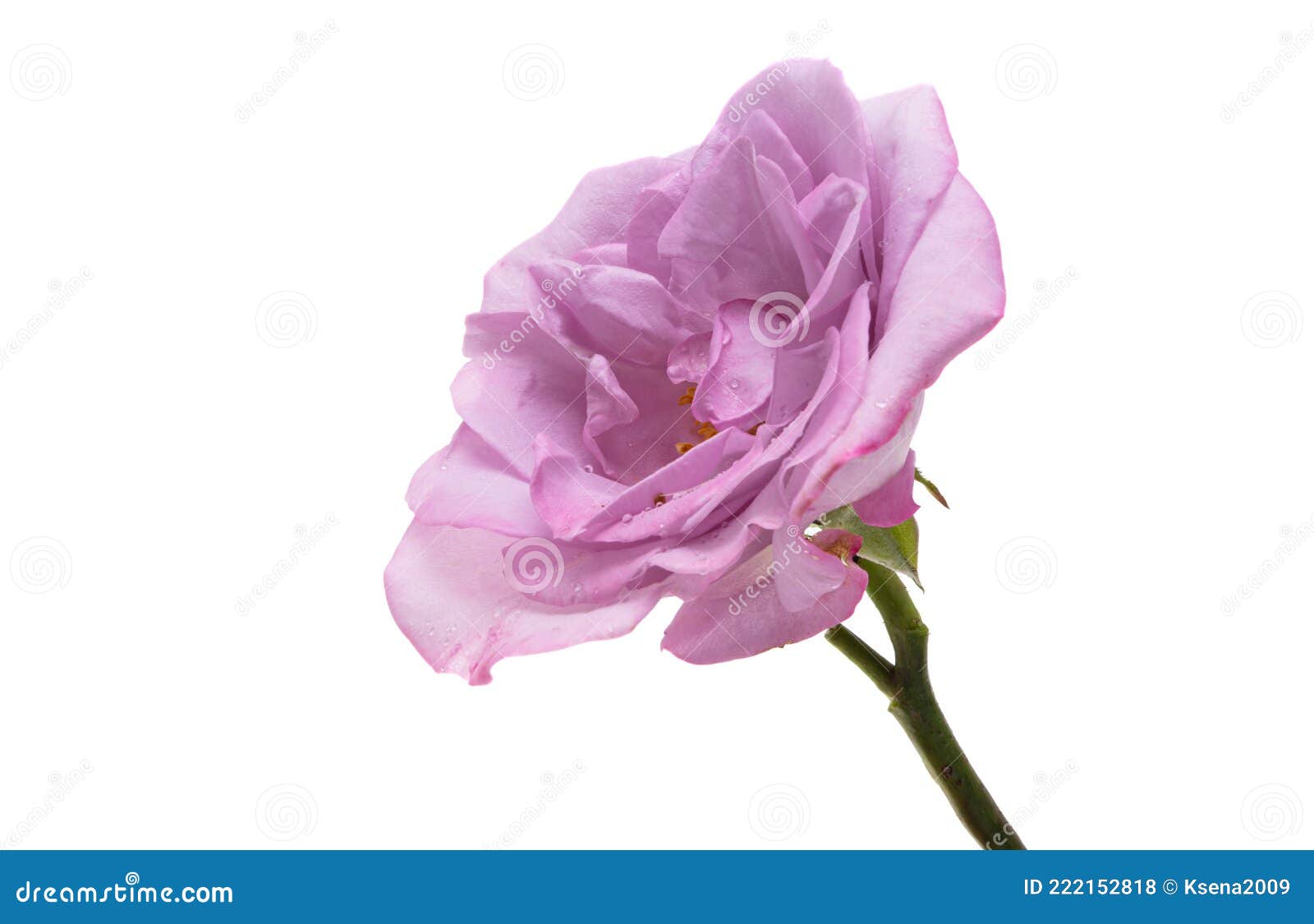 Lilac rose isolated stock photo. Image of single, lilac - 222152818