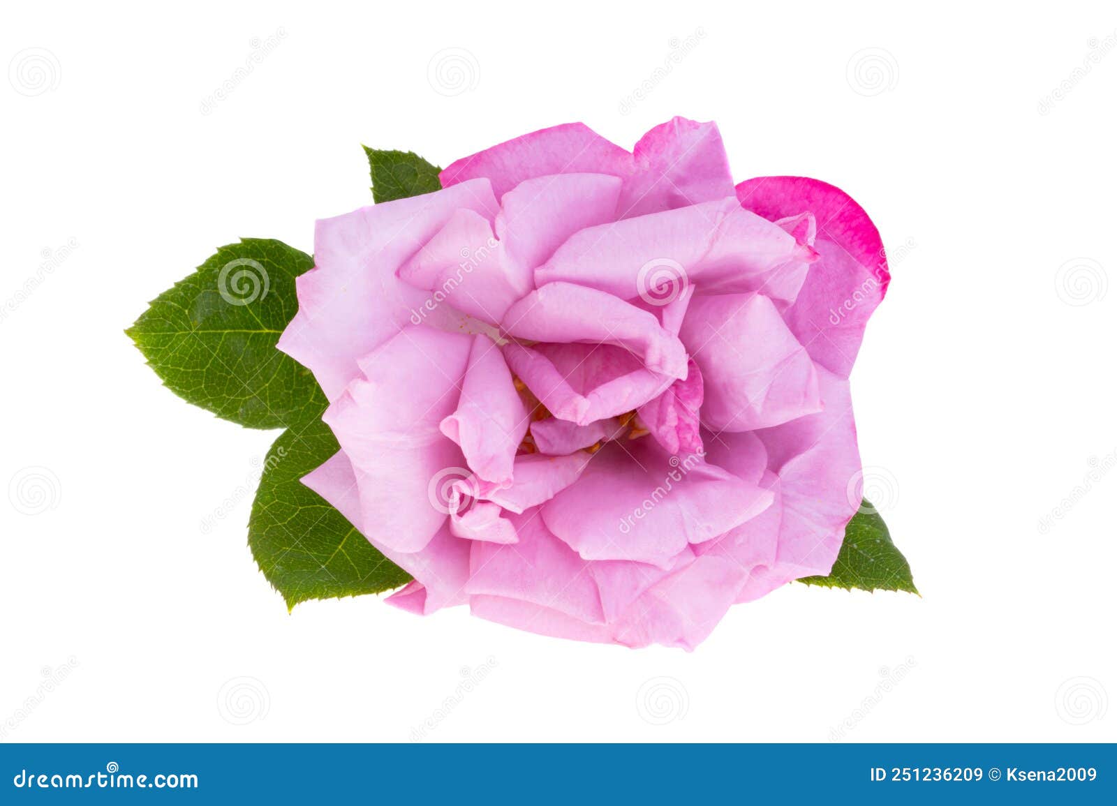 Lilac rose isolated stock image. Image of isolated, fresh - 251236209