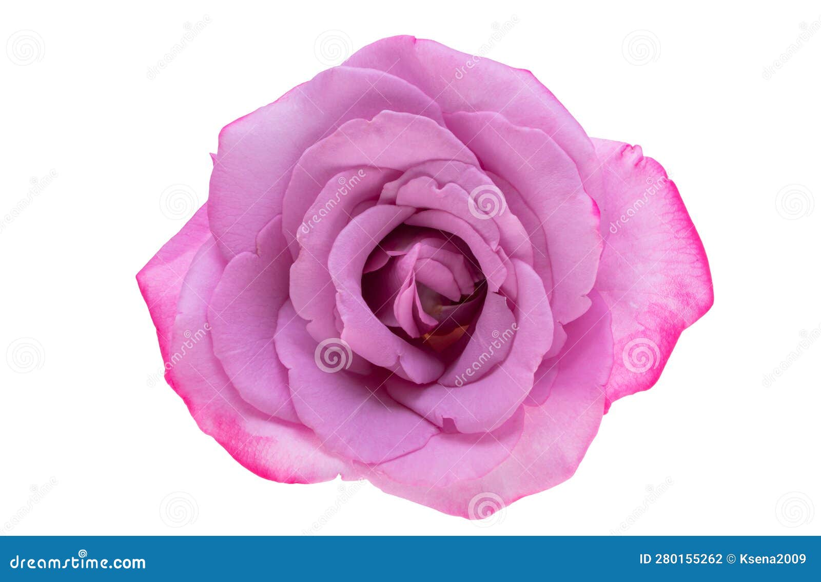 Lilac rose isolated stock photo. Image of color, closeup - 280155262