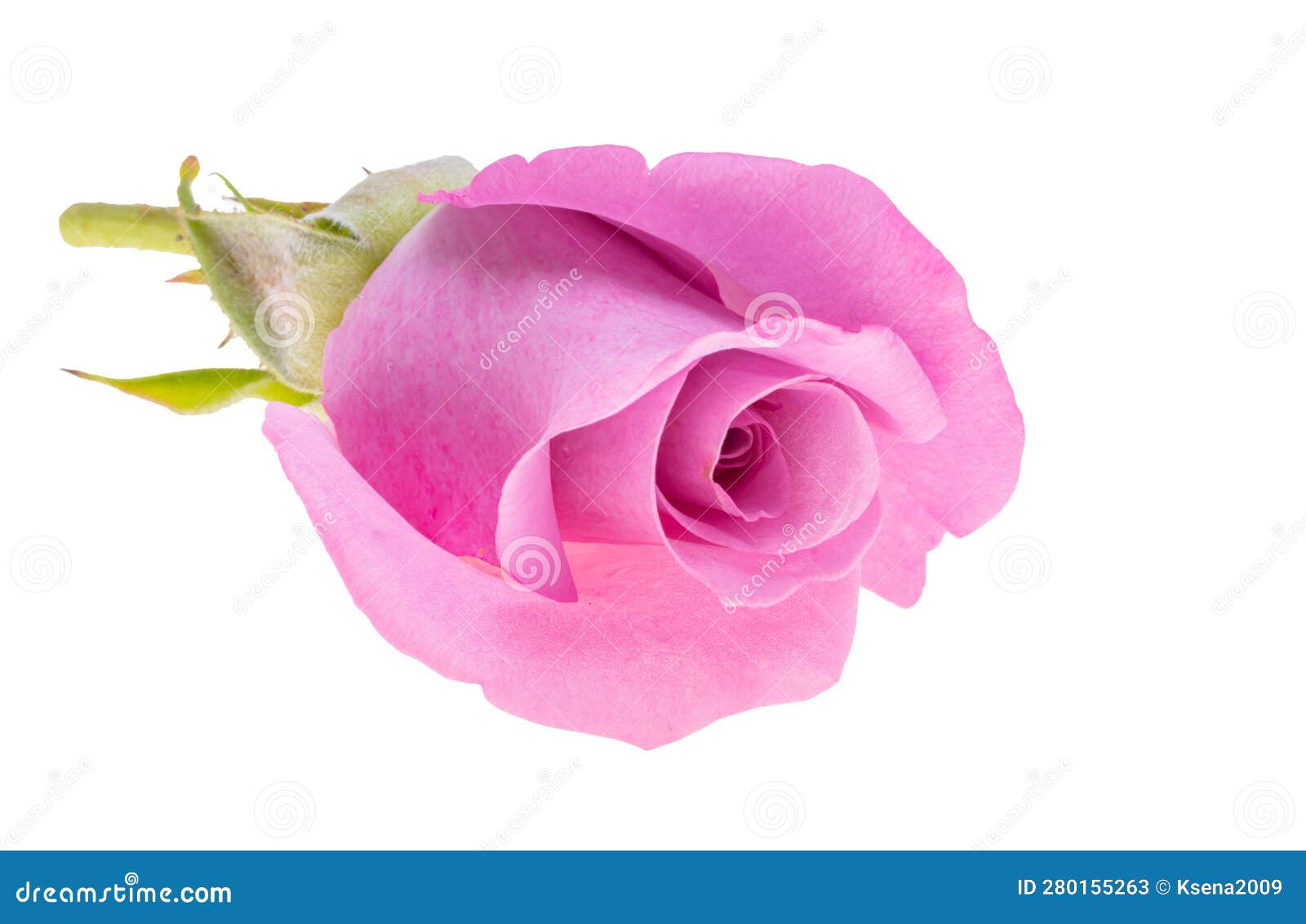 Lilac rose isolated stock image. Image of love, lilac - 280155263