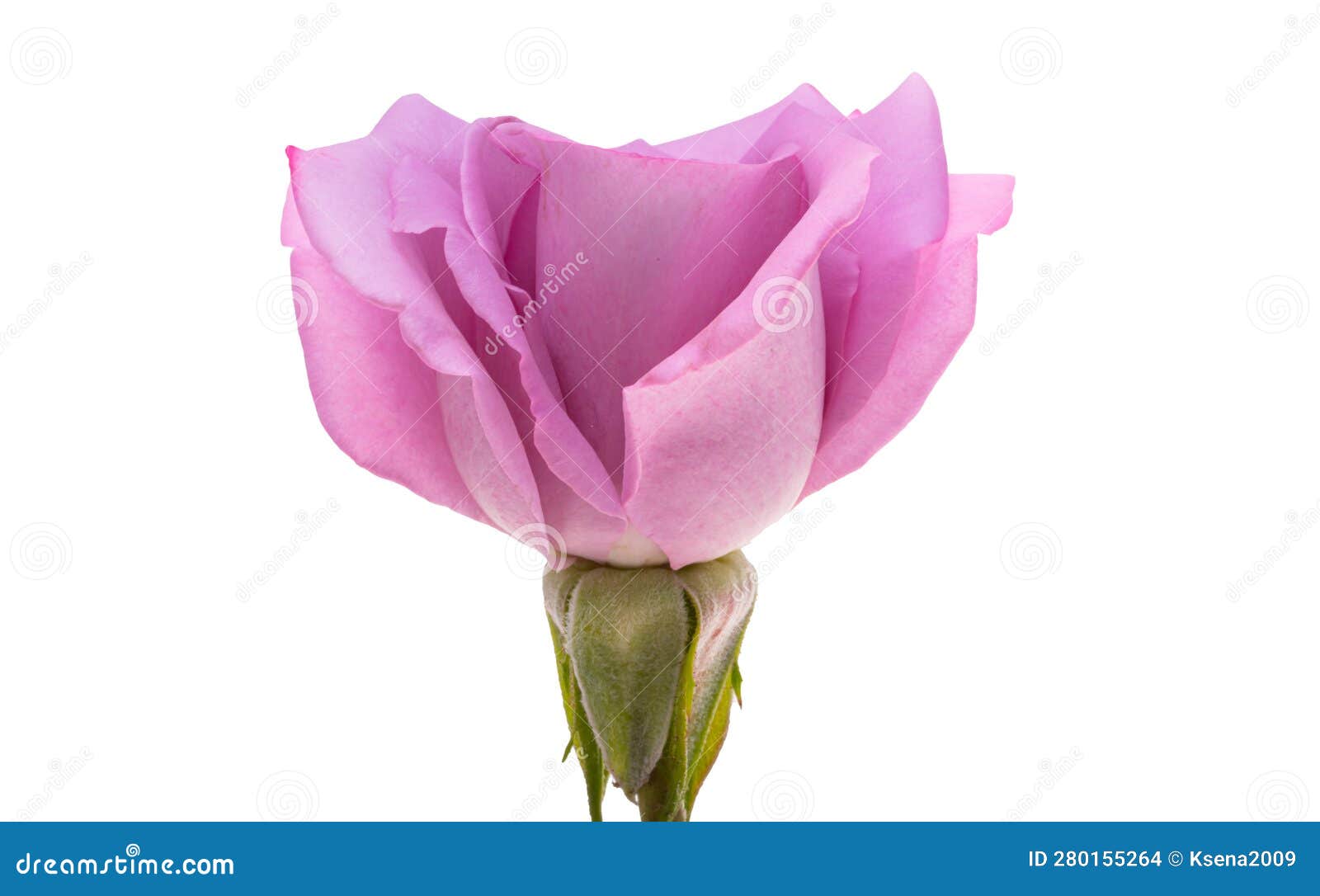Lilac rose isolated stock photo. Image of floral, macro - 280155264