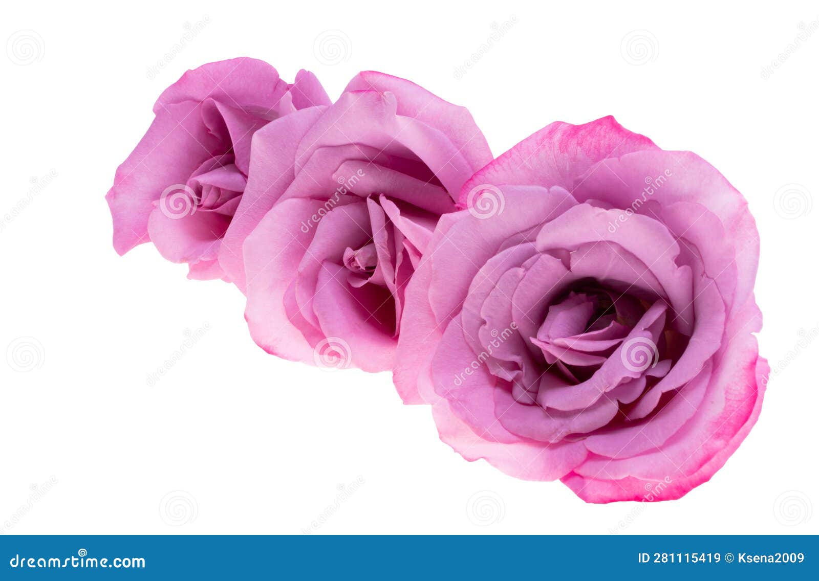 Lilac rose isolated stock image. Image of label, color - 281115419