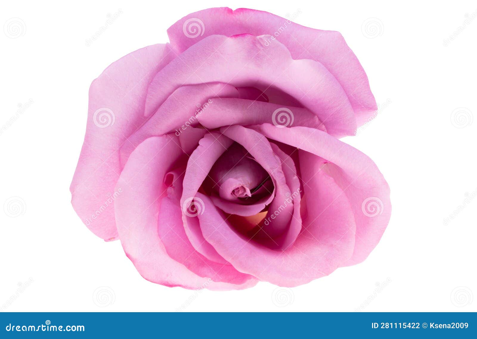 Lilac rose isolated stock photo. Image of macro, beautiful - 281115422