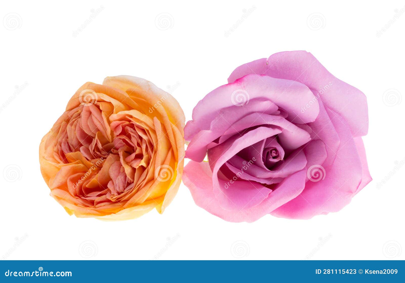 Lilac rose isolated stock image. Image of single, nature - 281115423