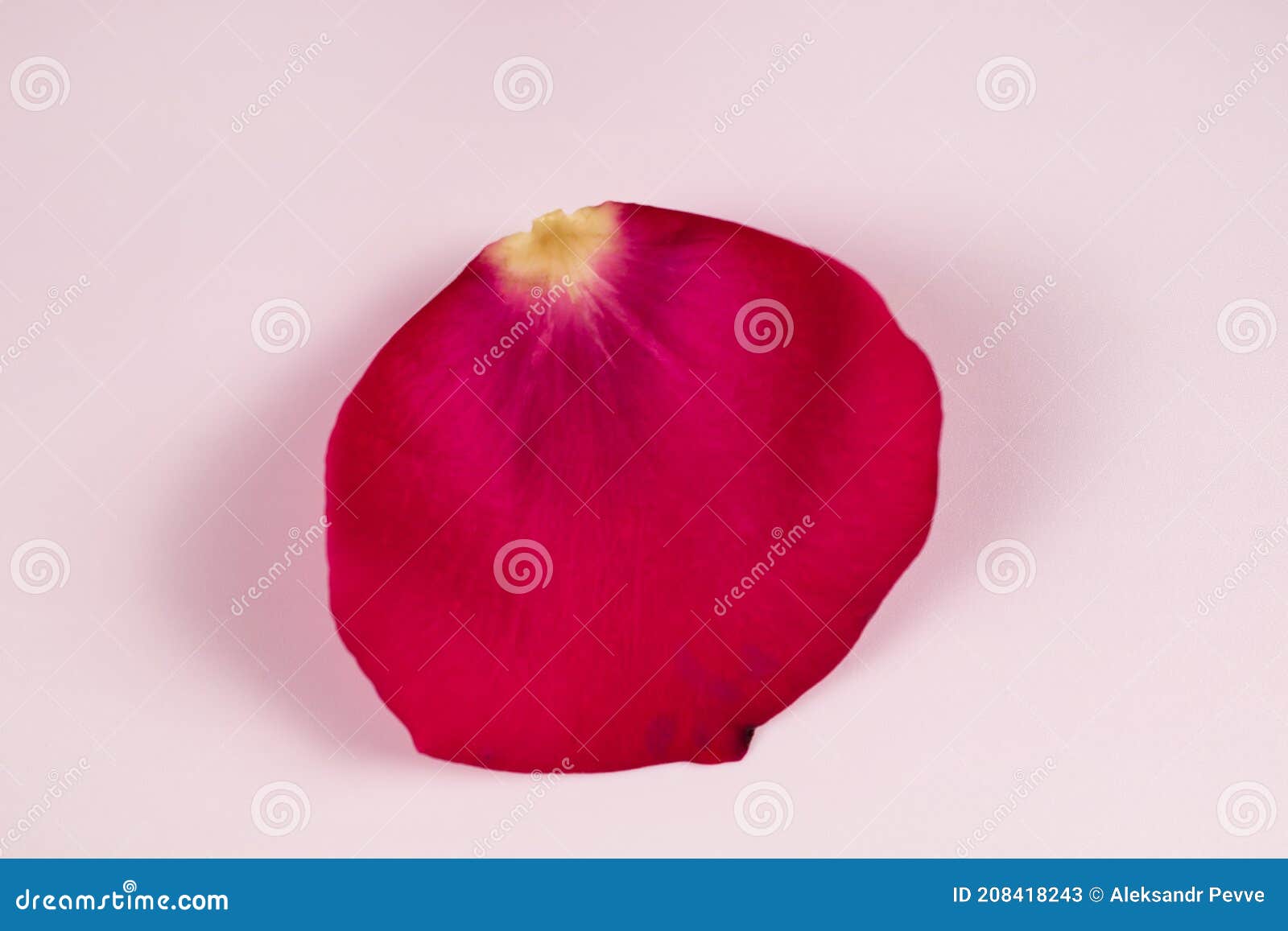 Lilac rose petal top view stock image. Image of bathroom - 208418243