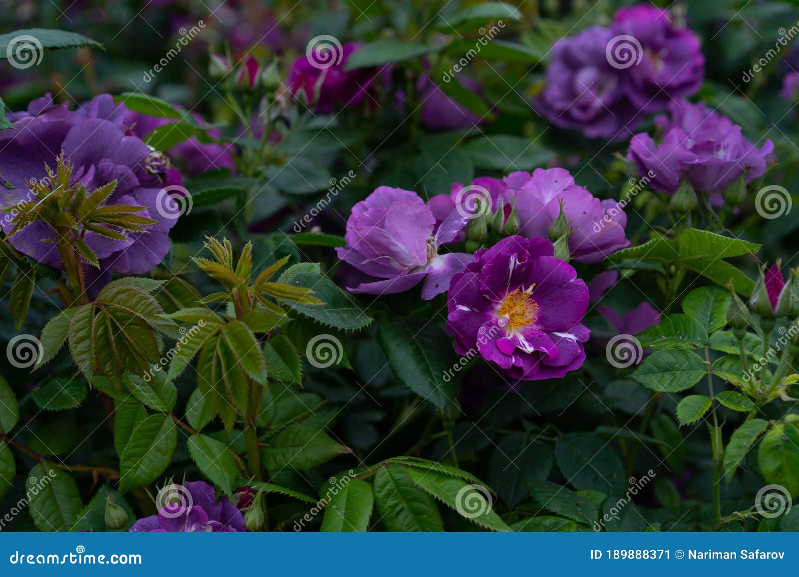 Lilac Roses Flowers on a Background of Leaves Stock Image - Image of ...