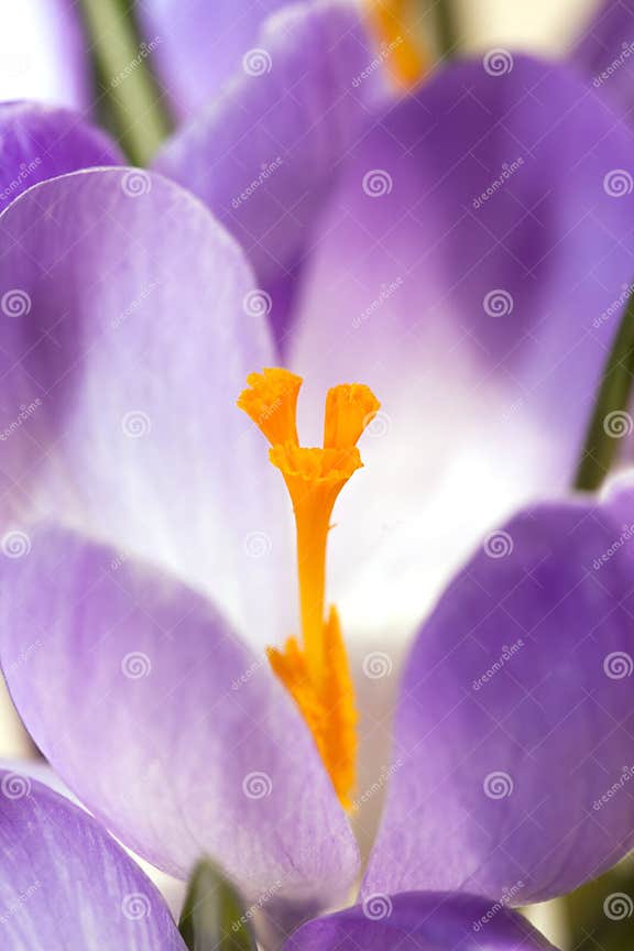 Lilac spring crocus stock image. Image of botanical, flora - 13318005