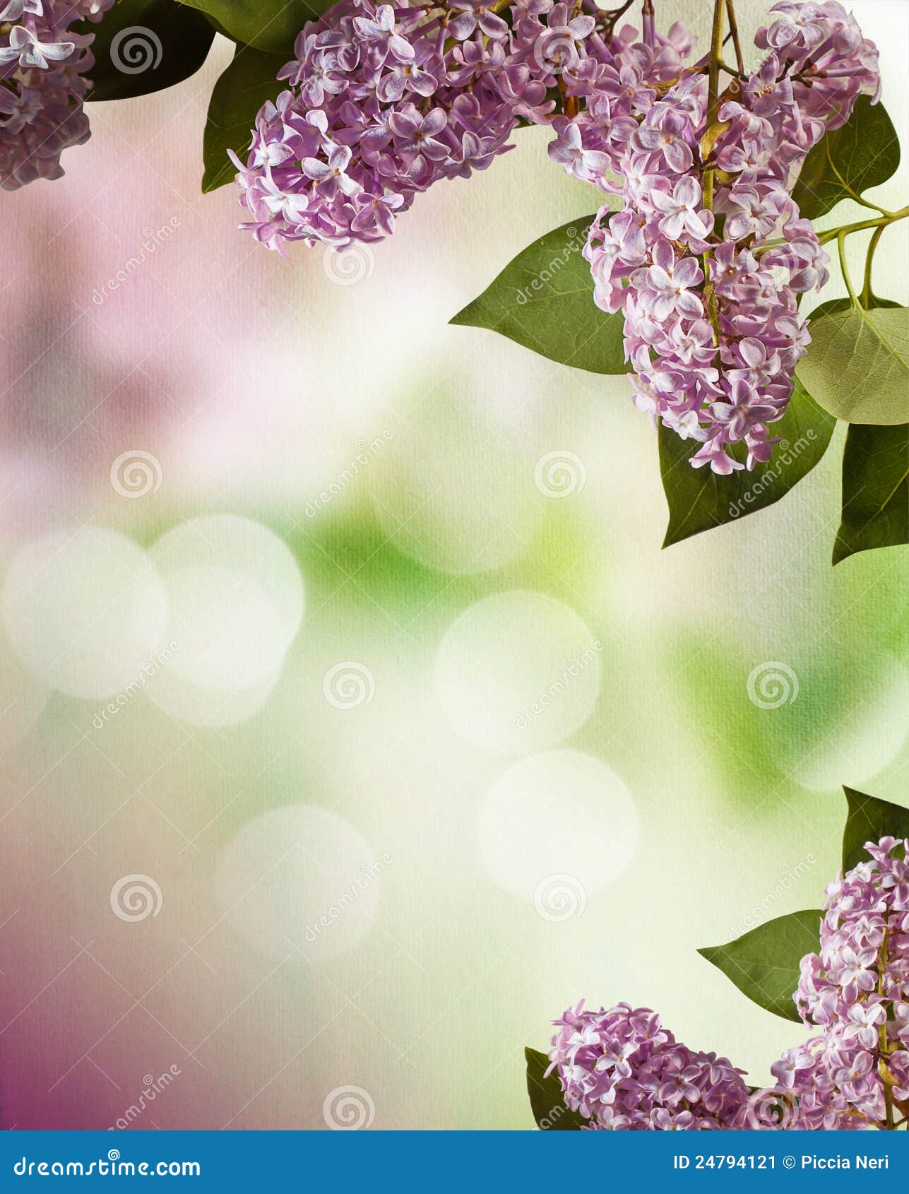 Lilac Spring Flowers Border Design Stock Image - Image of pink, nature ...
