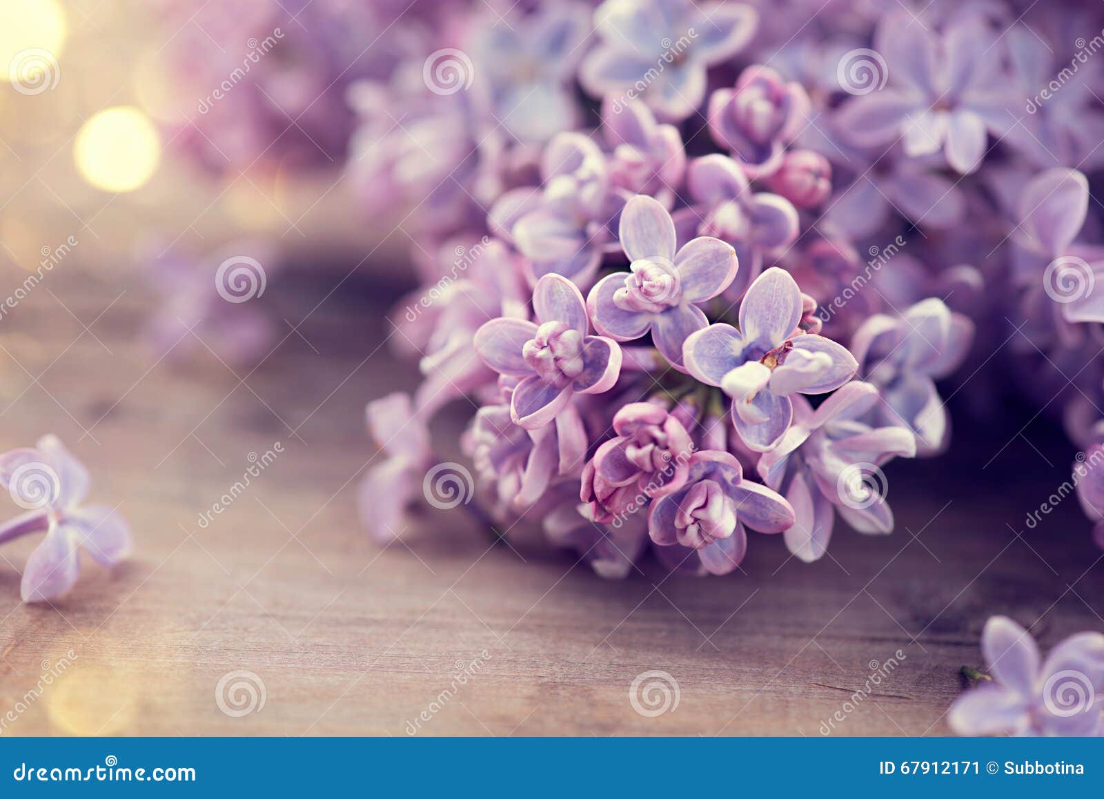Lilac spring flowers bunch stock image. Image of element - 67912171