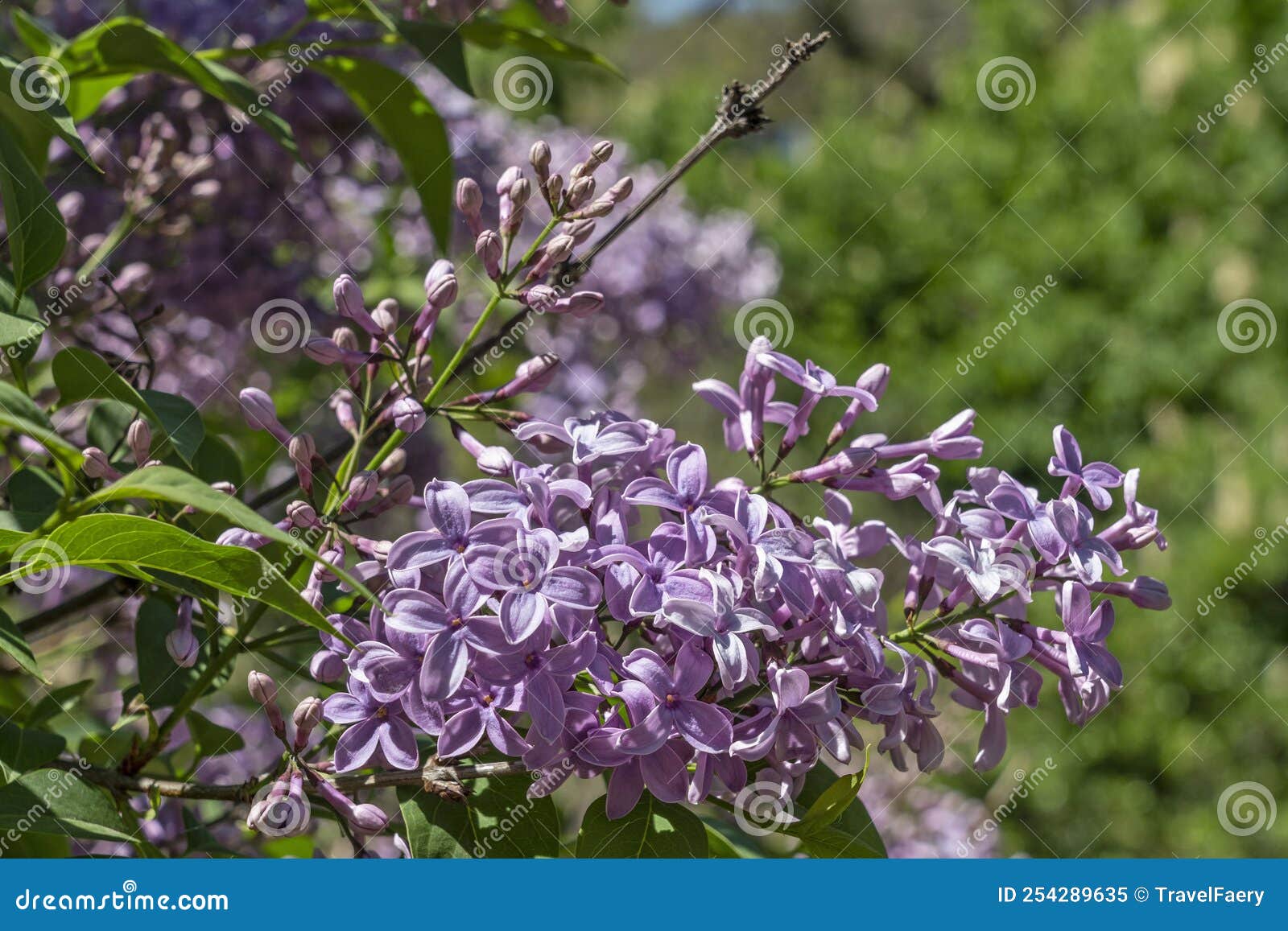 Lilac Spring Purple Flowers Leave Close Up Stock Image - Image of ...