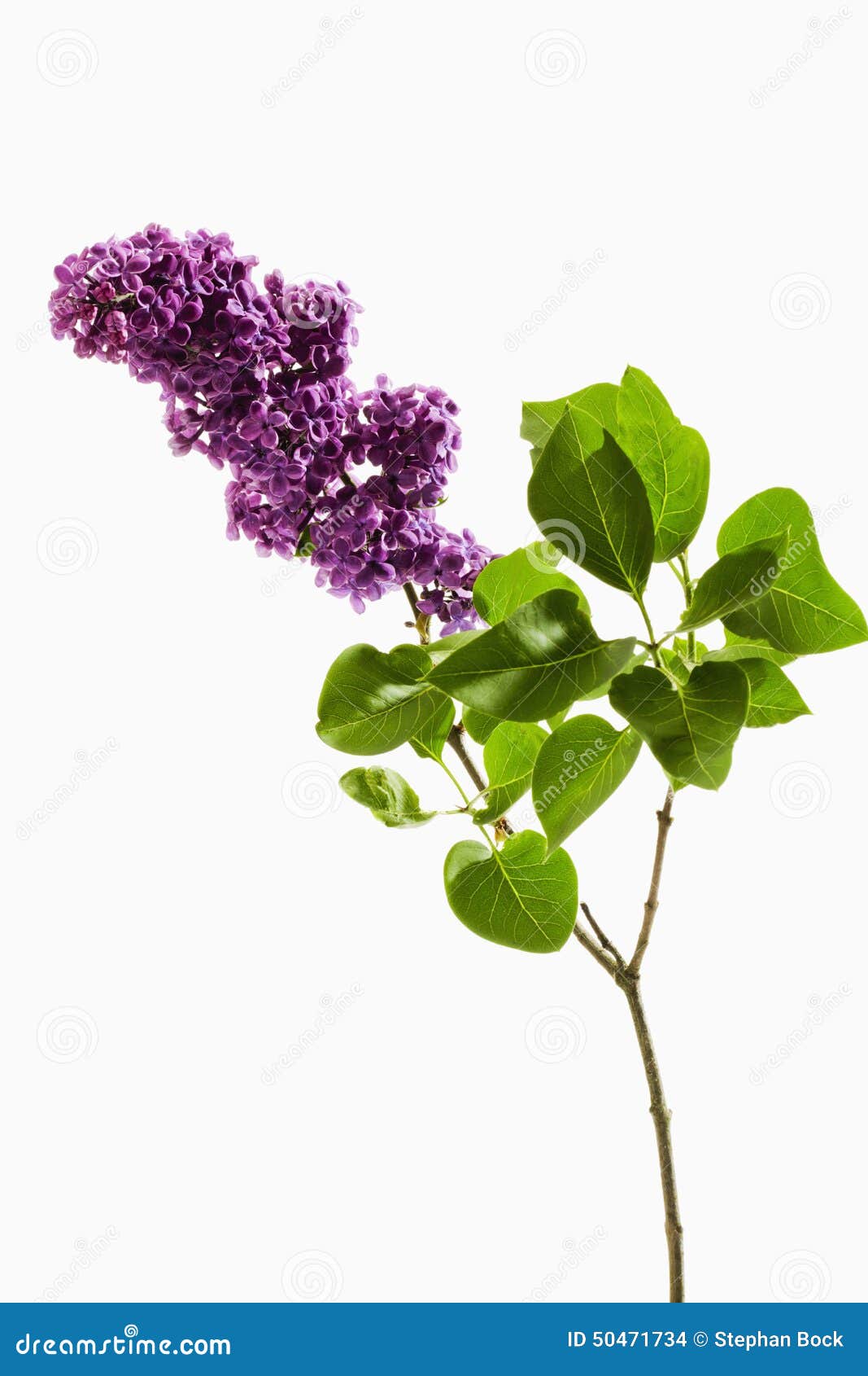 Lilac with stem and leaves stock photo. Image of shrub - 50471734