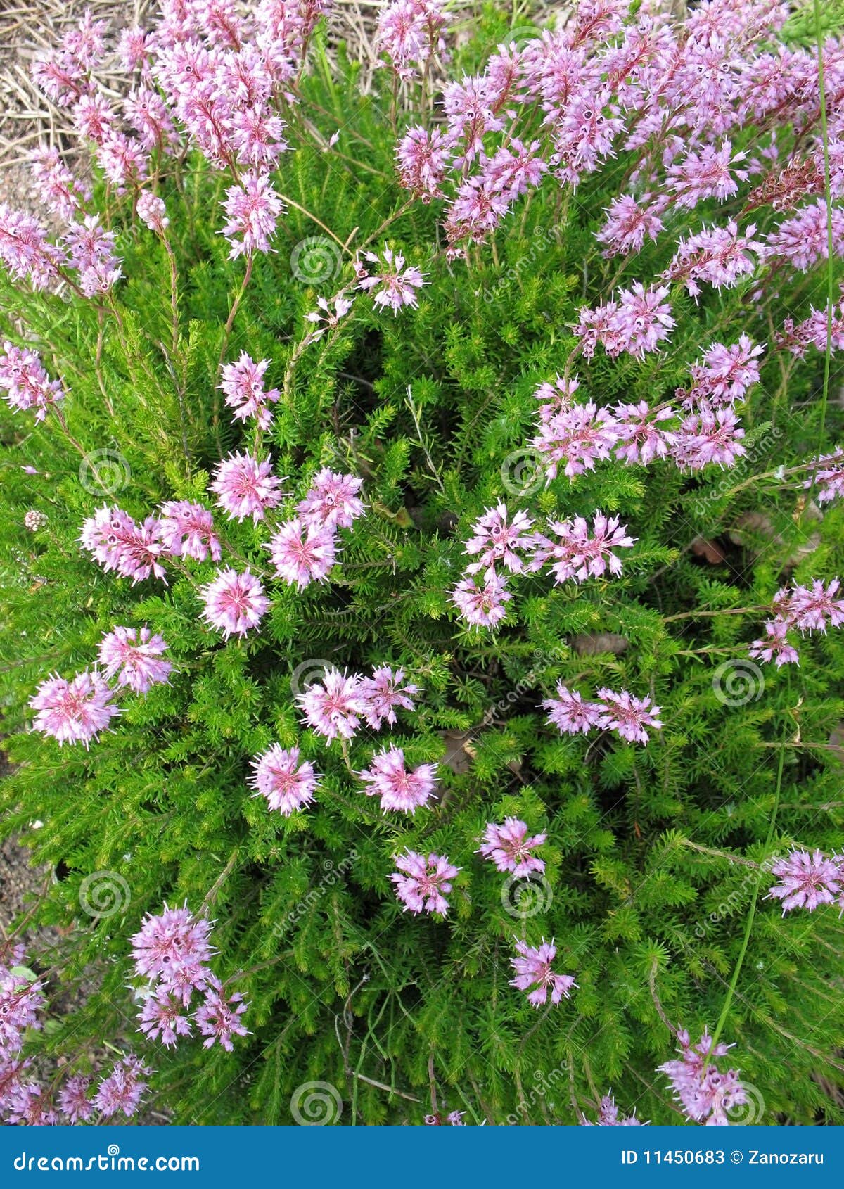 Struiken voor in de tuin