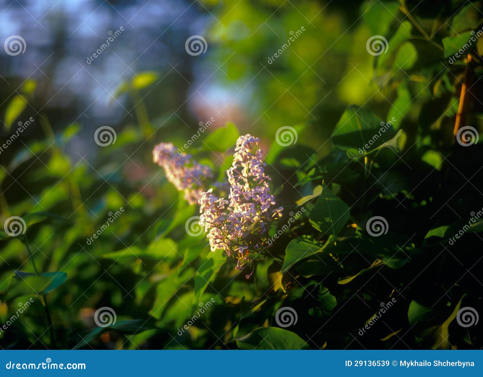 Lilac at sunset. stock image. Image of space, spring - 29136539