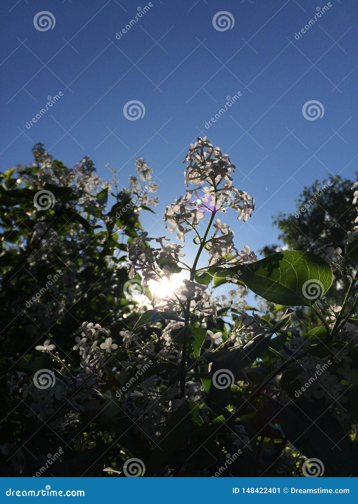Lilac at sunset stock image. Image of rays, branch, sunset - 148422401