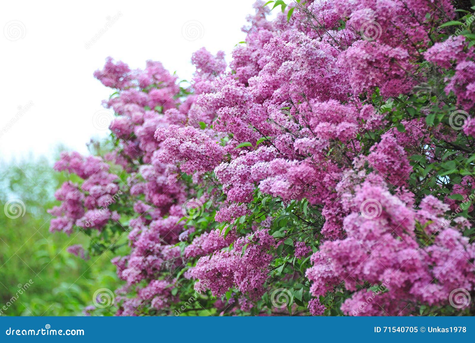 Lilac (Syringa) flower stock image. Image of growth, outdoor - 71540705