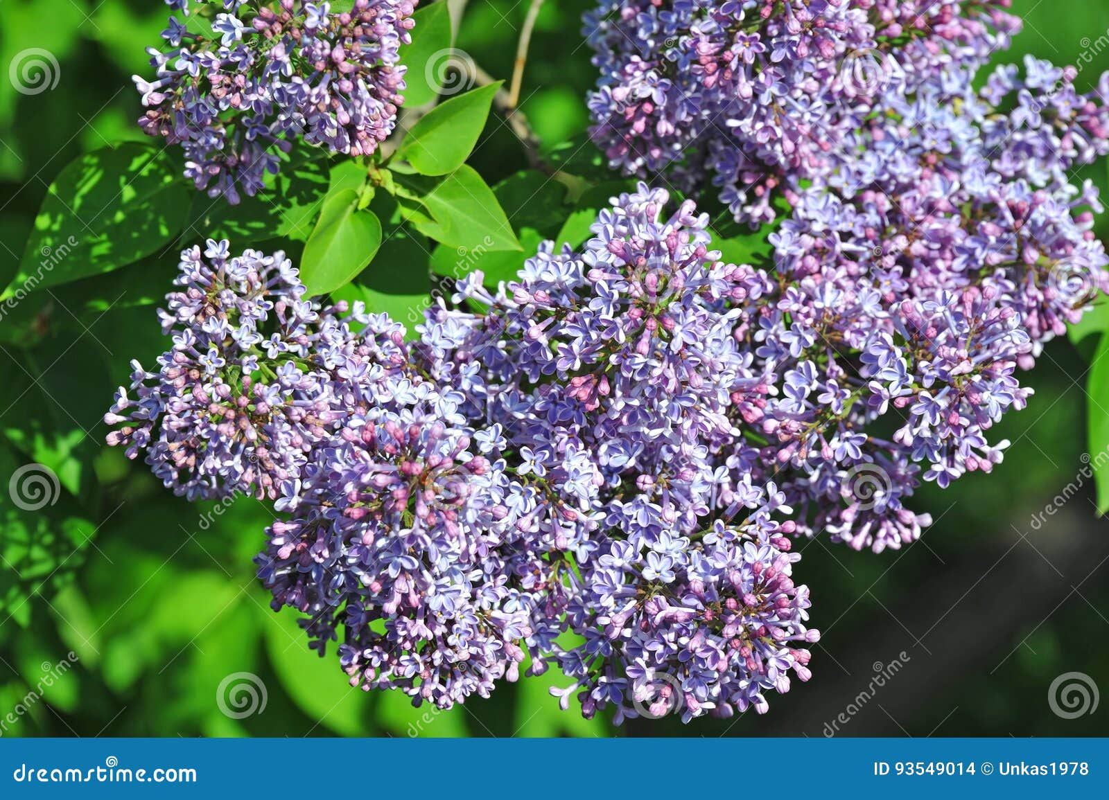 Lilac Syringa flower stock photo. Image of flowering - 93549014