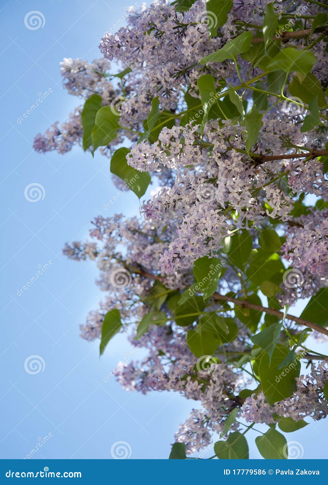 Lilac tree stock photo. Image of nature, beautiful, bloom - 17779586