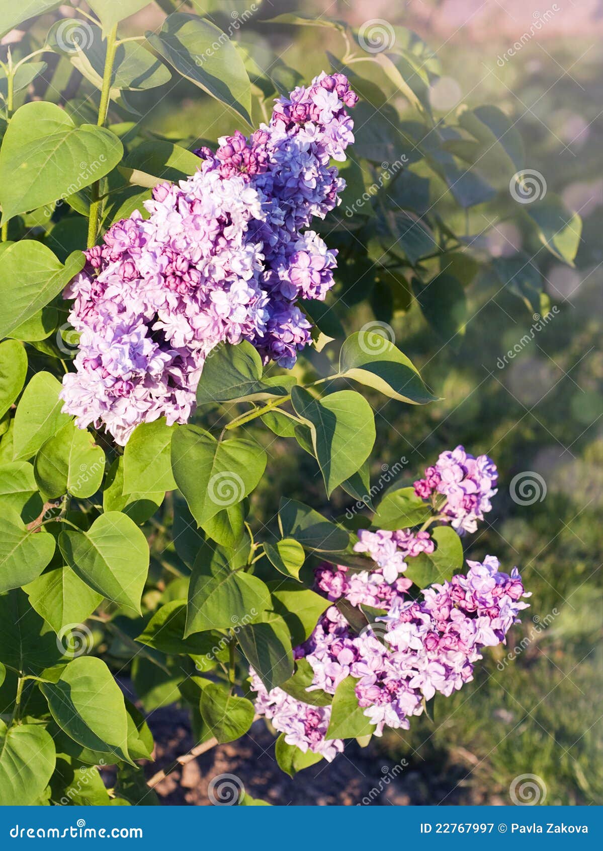 Lilac tree stock image. Image of spring, bokeh, blue - 22767997