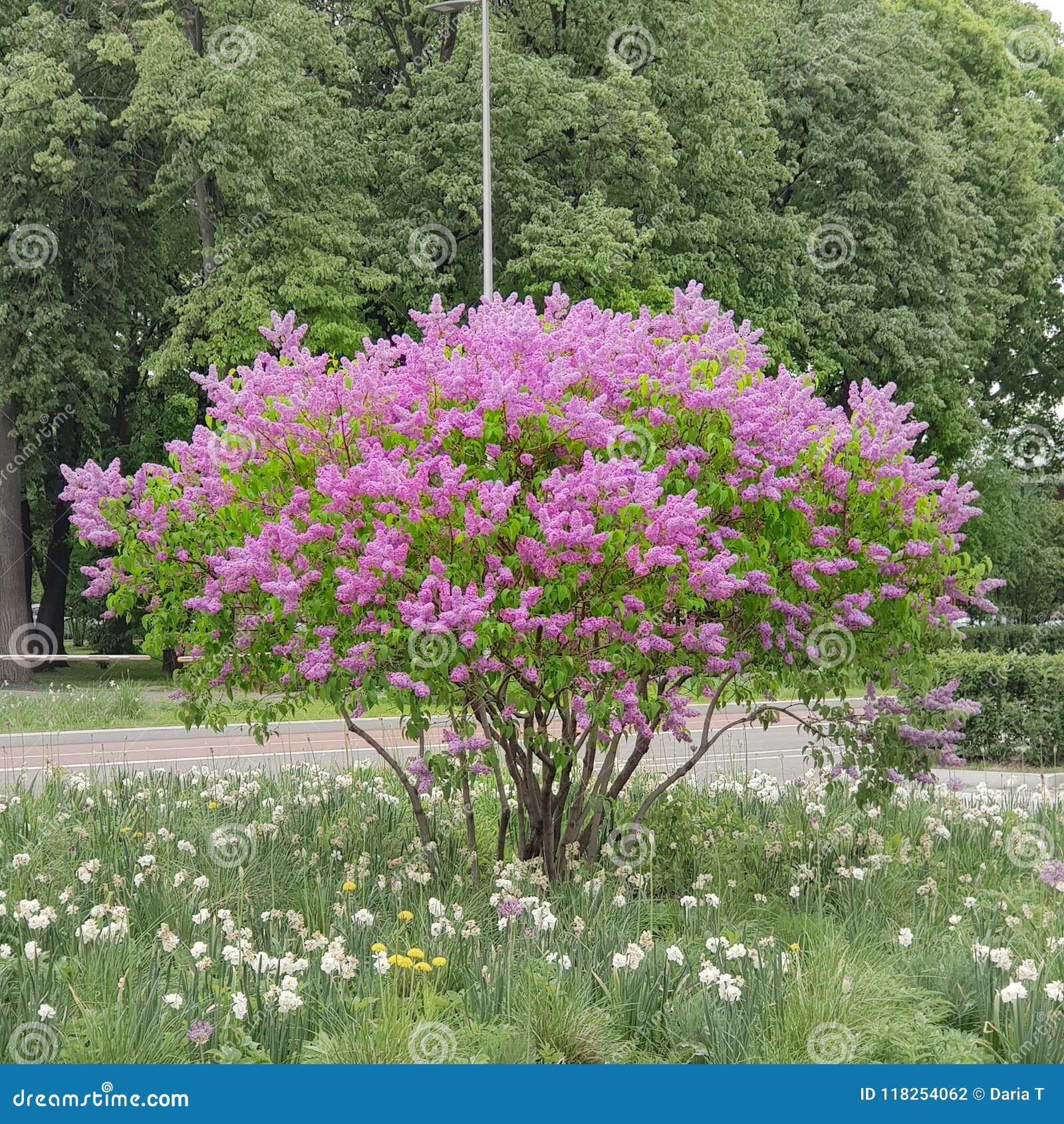 Lilac tree stock photo. Image of tree, color, happiness - 118254062