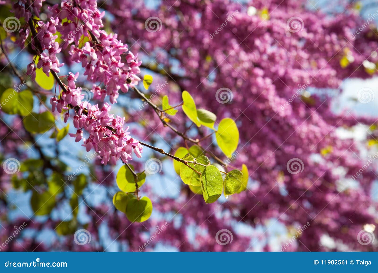 Lilac tree /spring stock image. Image of botany, life - 11902561