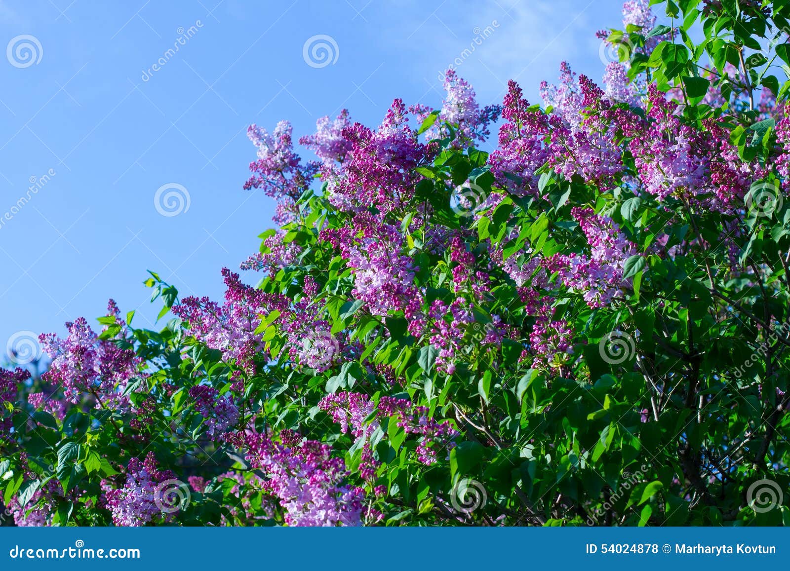 Lilac tree at sunset. stock photo. Image of floral, macro - 54024878