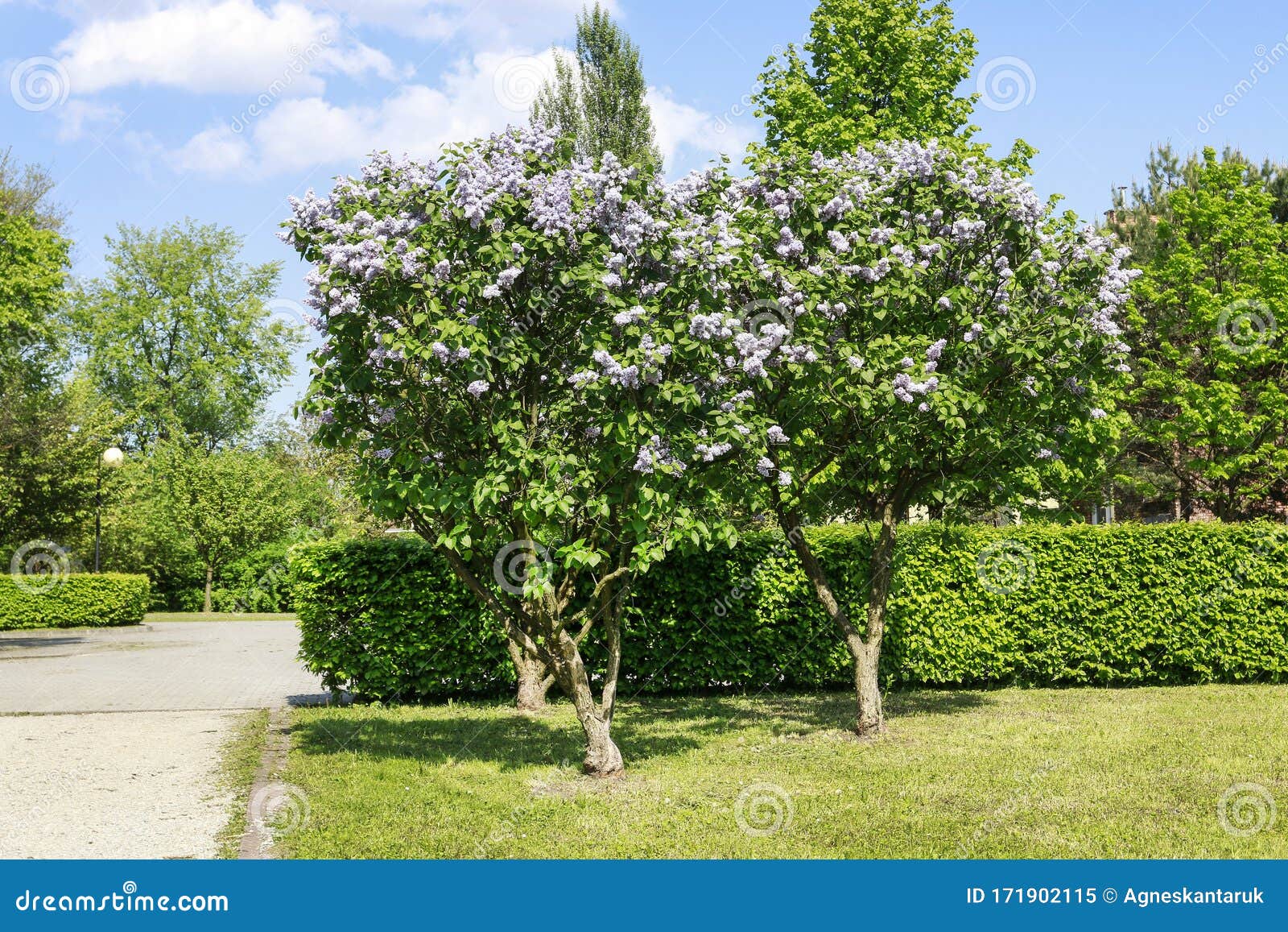 Lilac trees in the garden stock image. Image of garden - 171902115